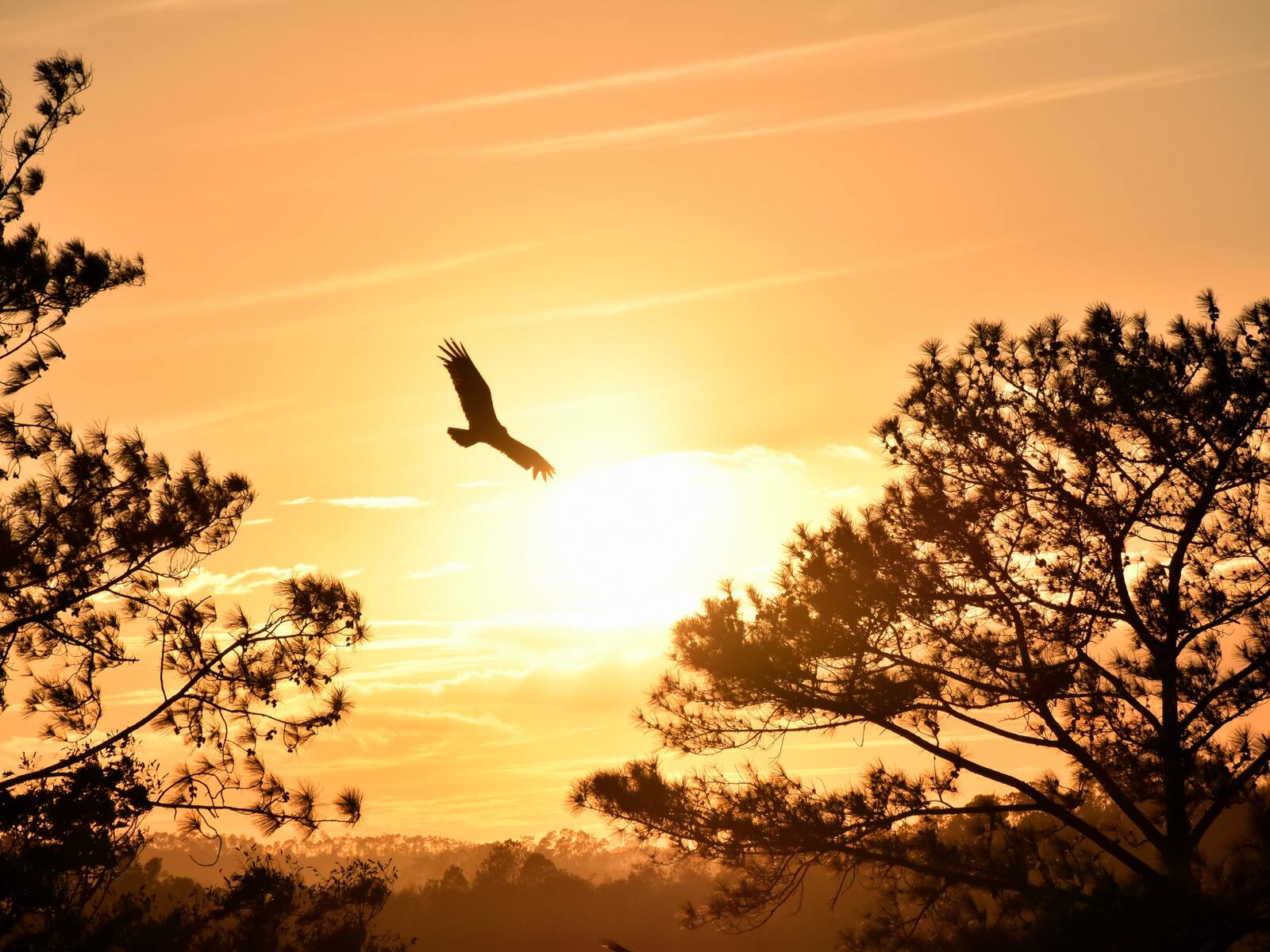 Sunset Eagle Wallpapers - Top Free Sunset Eagle Backgrounds ...
