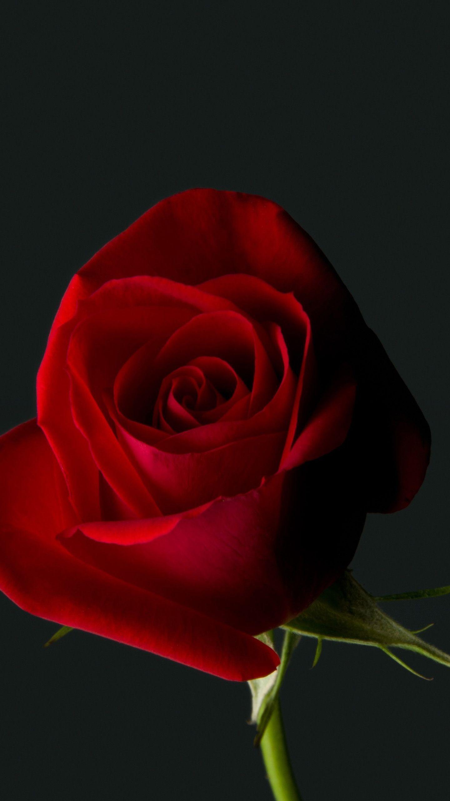 Red Rose 4K Wallpapers - Top Free Red Rose 4K Backgrounds - WallpaperAccess