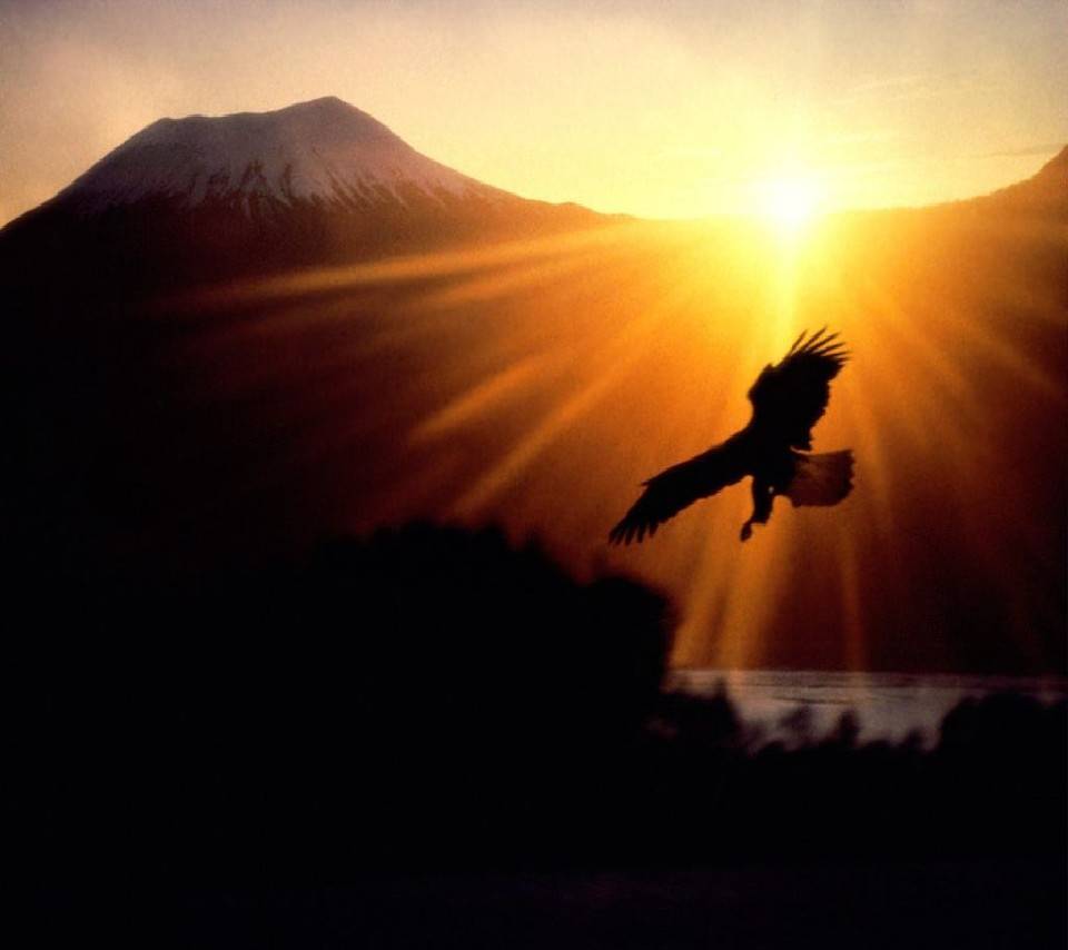 Sunset Eagle Wallpapers - Top Free Sunset Eagle Backgrounds ...
