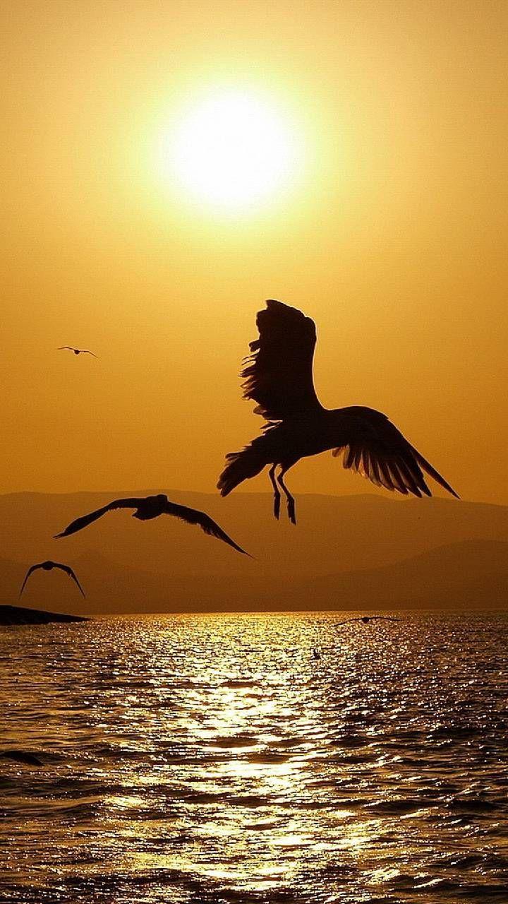 Sunset Eagle Wallpapers - Top Free Sunset Eagle Backgrounds ...