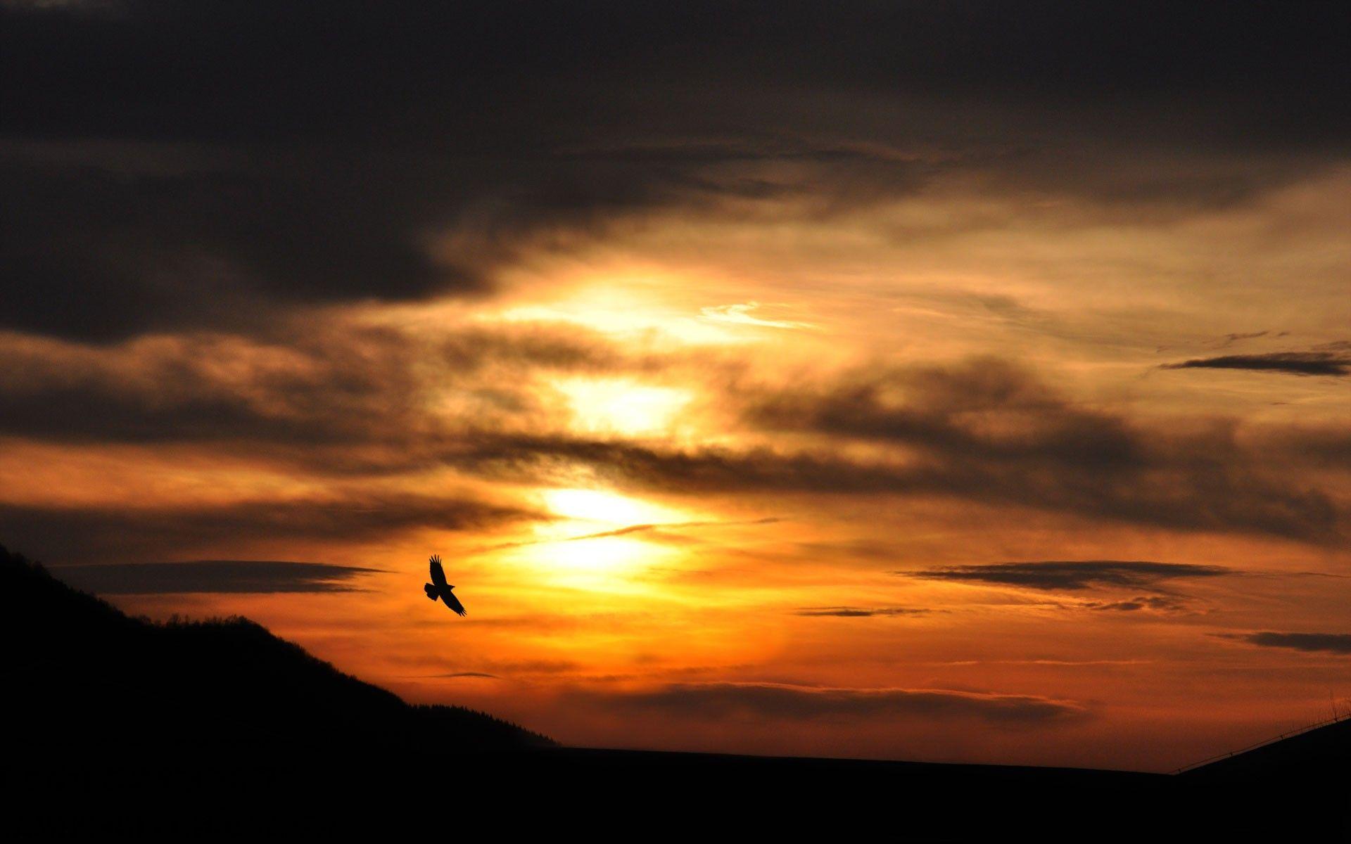 Sunset Eagle Wallpapers - Top Free Sunset Eagle Backgrounds ...