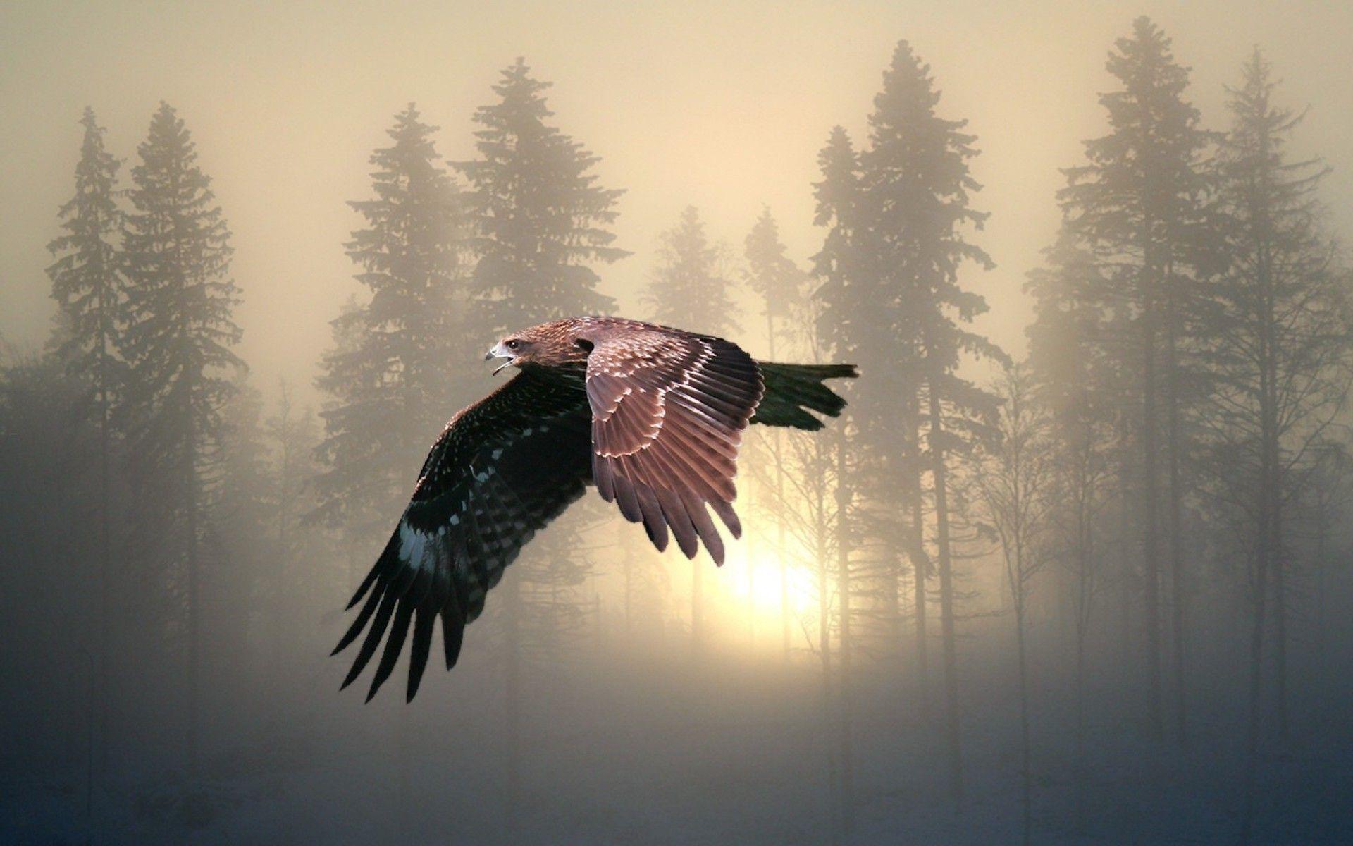 Sunset Eagle Wallpapers - Top Free Sunset Eagle Backgrounds ...