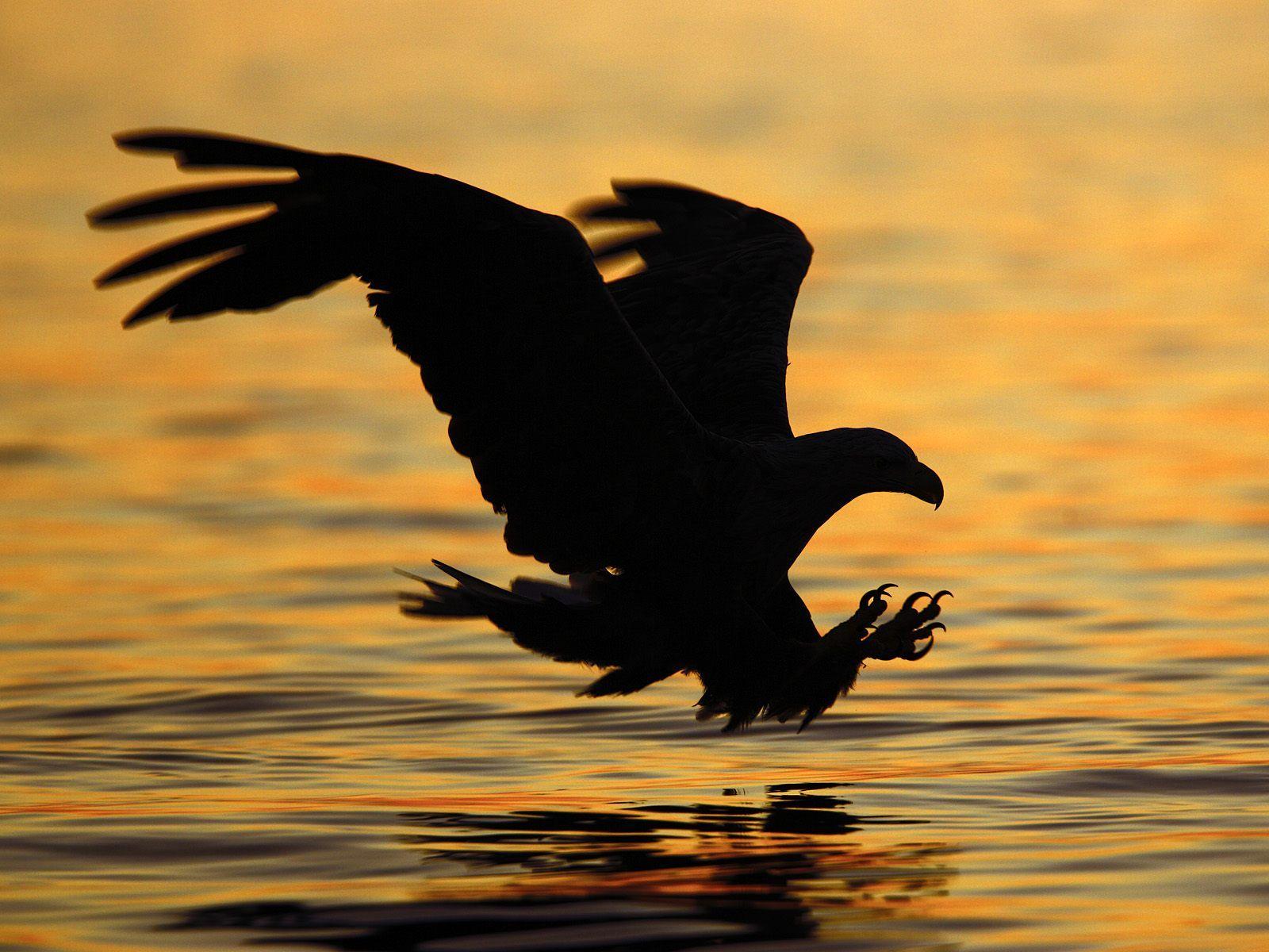 Sunset Eagle Wallpapers - Top Free Sunset Eagle Backgrounds ...