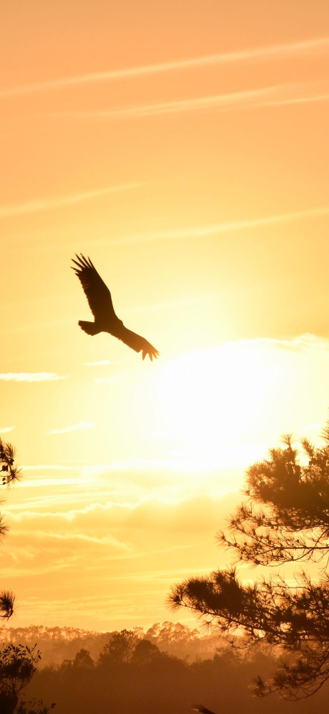 Sunset Eagle Wallpapers - Top Free Sunset Eagle Backgrounds - WallpaperAccess
