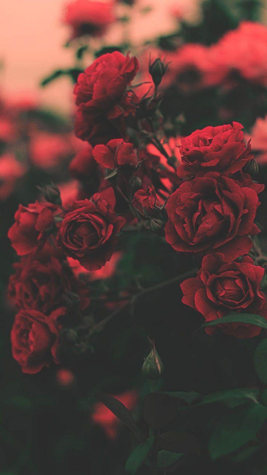 Red Rose 4K Wallpapers - Top Free Red Rose 4K Backgrounds - WallpaperAccess