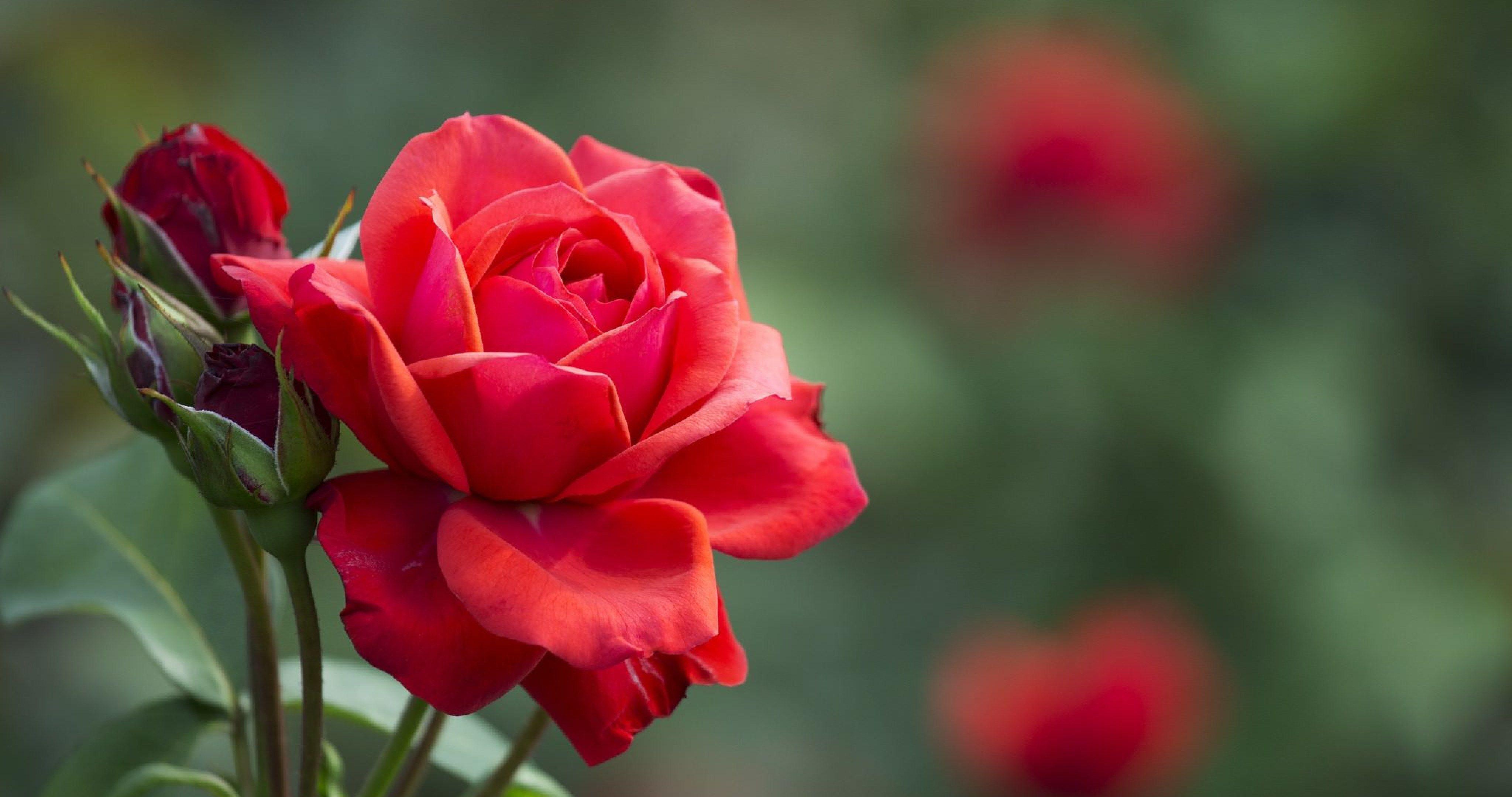 Red Rose 4K Wallpapers - Top Free Red Rose 4K Backgrounds - WallpaperAccess