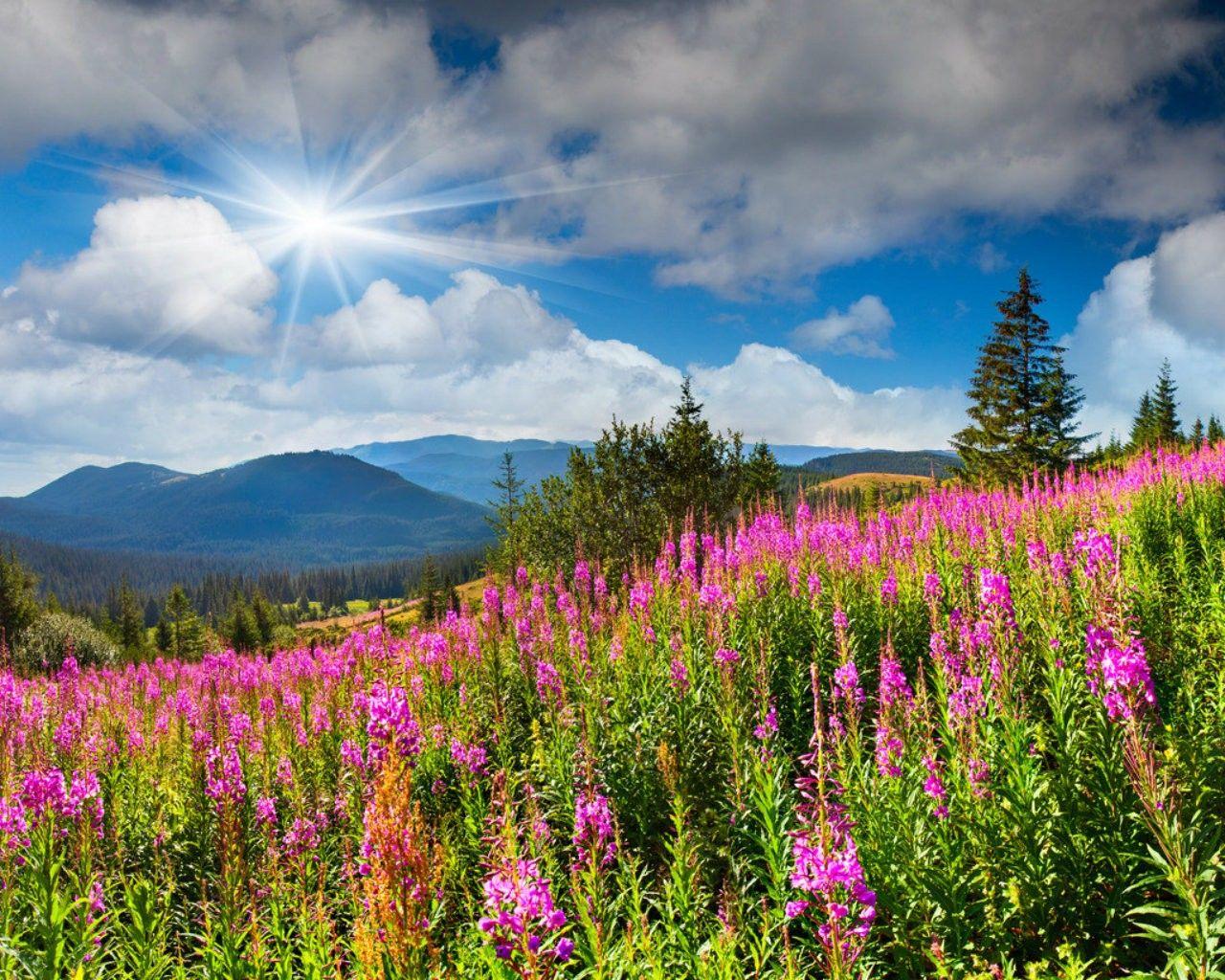 Cute Natural Wallpapers - Top Free Cute Natural Backgrounds ...