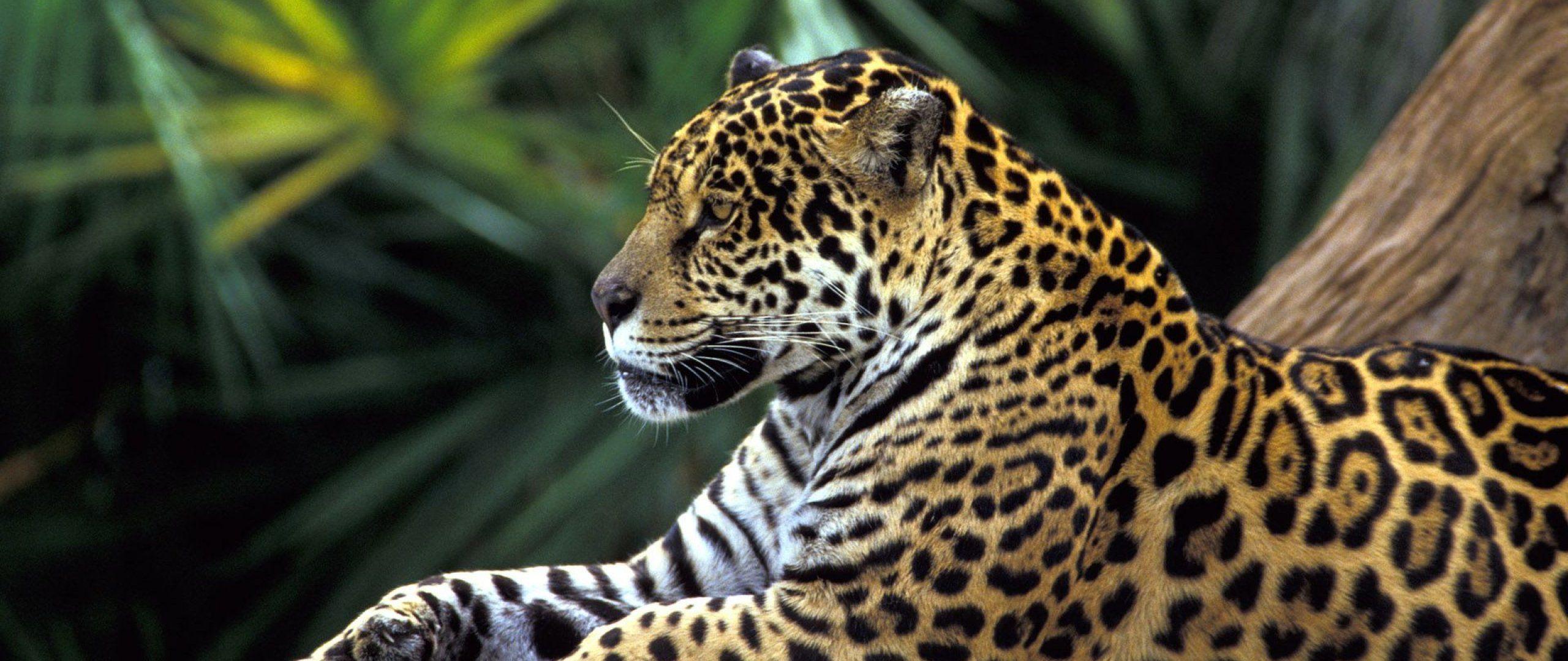 Amazon Rainforest Desktop Wallpapers - Top Free Amazon Rainforest ...