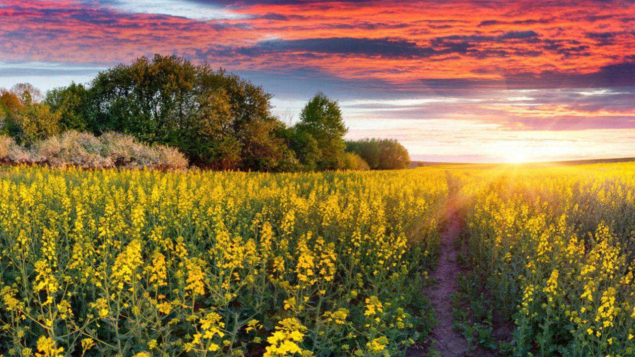 Cute Natural Wallpapers - Top Free Cute Natural Backgrounds ...