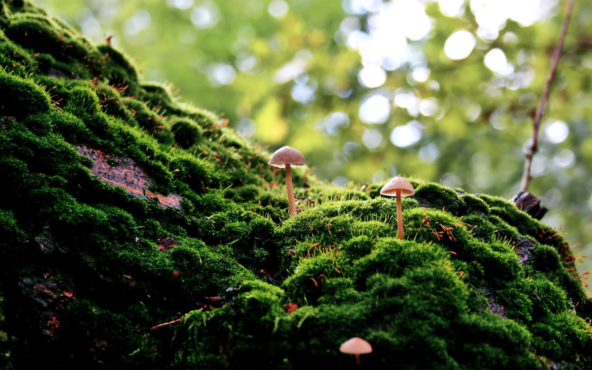 Amazon Rainforest Desktop Wallpapers - Top Free Amazon Rainforest ...
