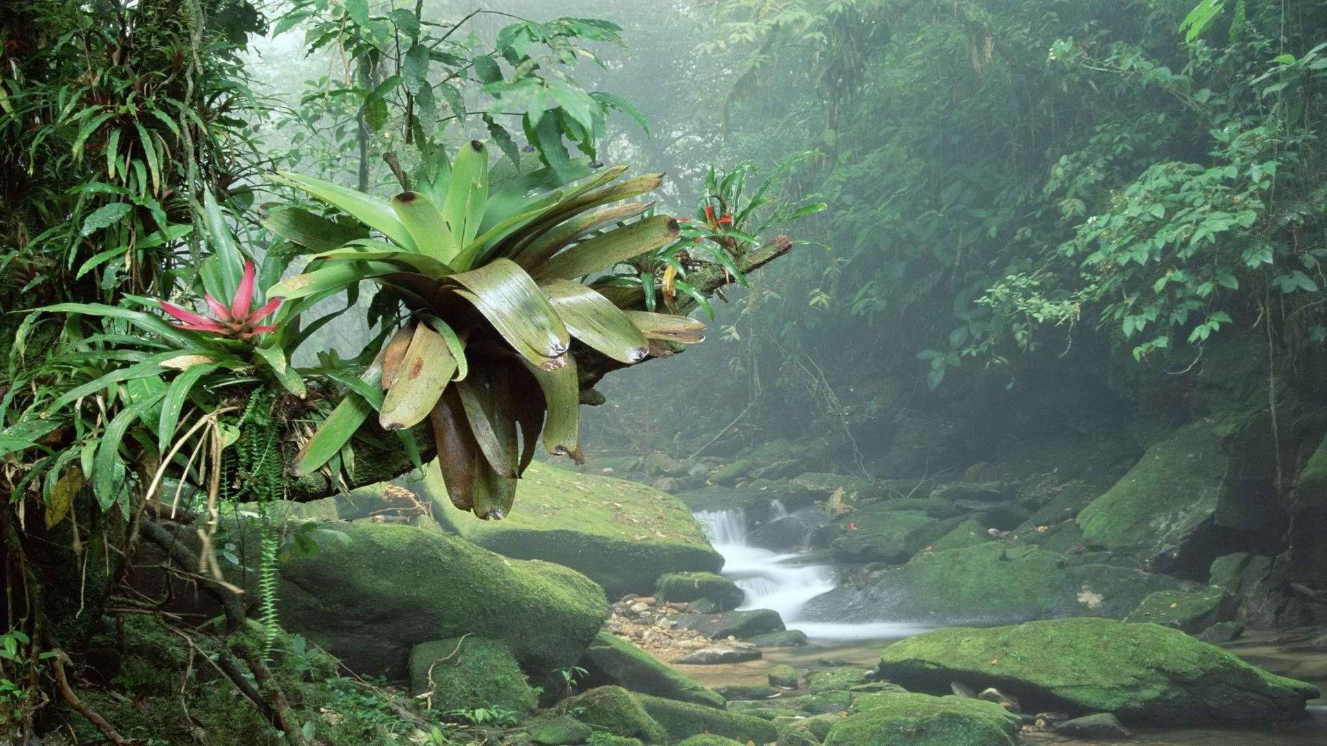 Amazon Rainforest Desktop Wallpapers - Top Free Amazon Rainforest ...