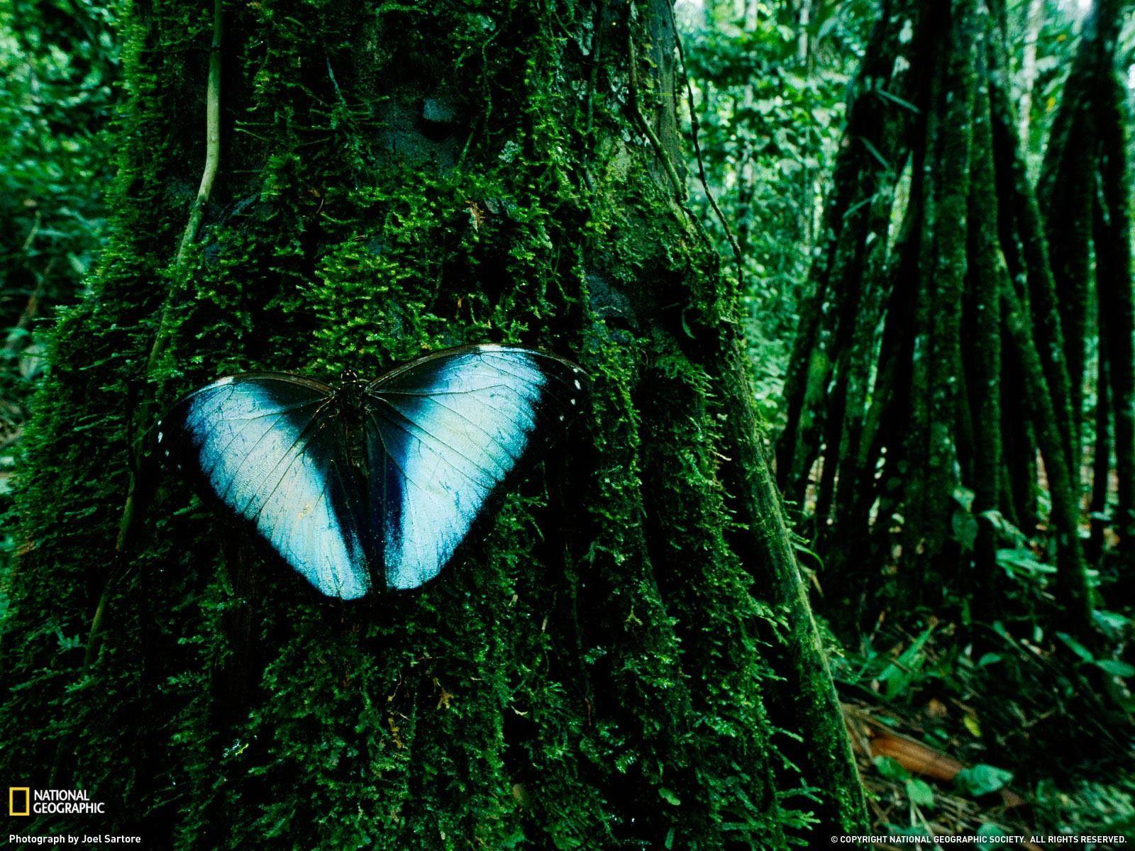 Amazon Rainforest Desktop Wallpapers - Top Free Amazon Rainforest ...