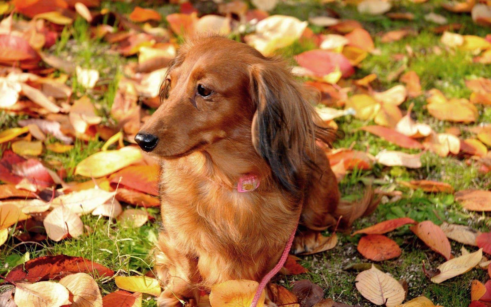 Fall Dog Wallpapers - Top Free Fall Dog Backgrounds - WallpaperAccess