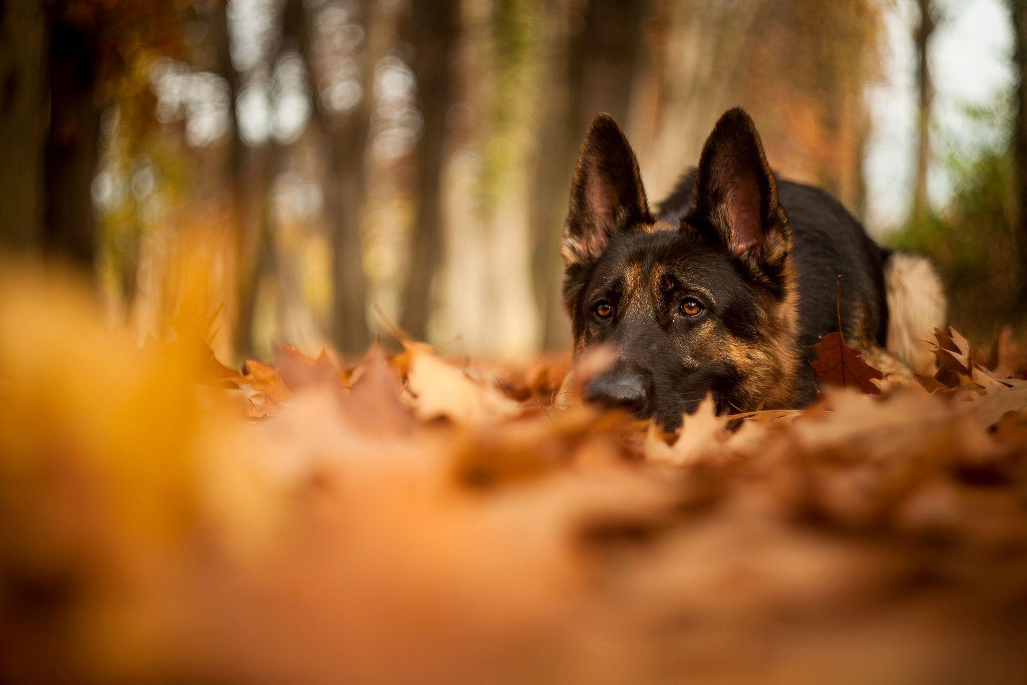 Fall Dog Wallpapers - Top Free Fall Dog Backgrounds - WallpaperAccess