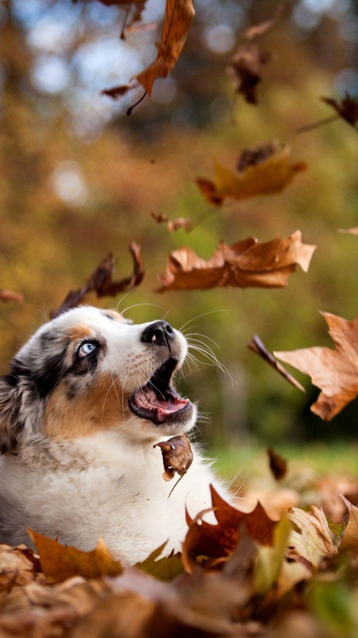 Fall Dog Wallpapers - Top Free Fall Dog Backgrounds - WallpaperAccess