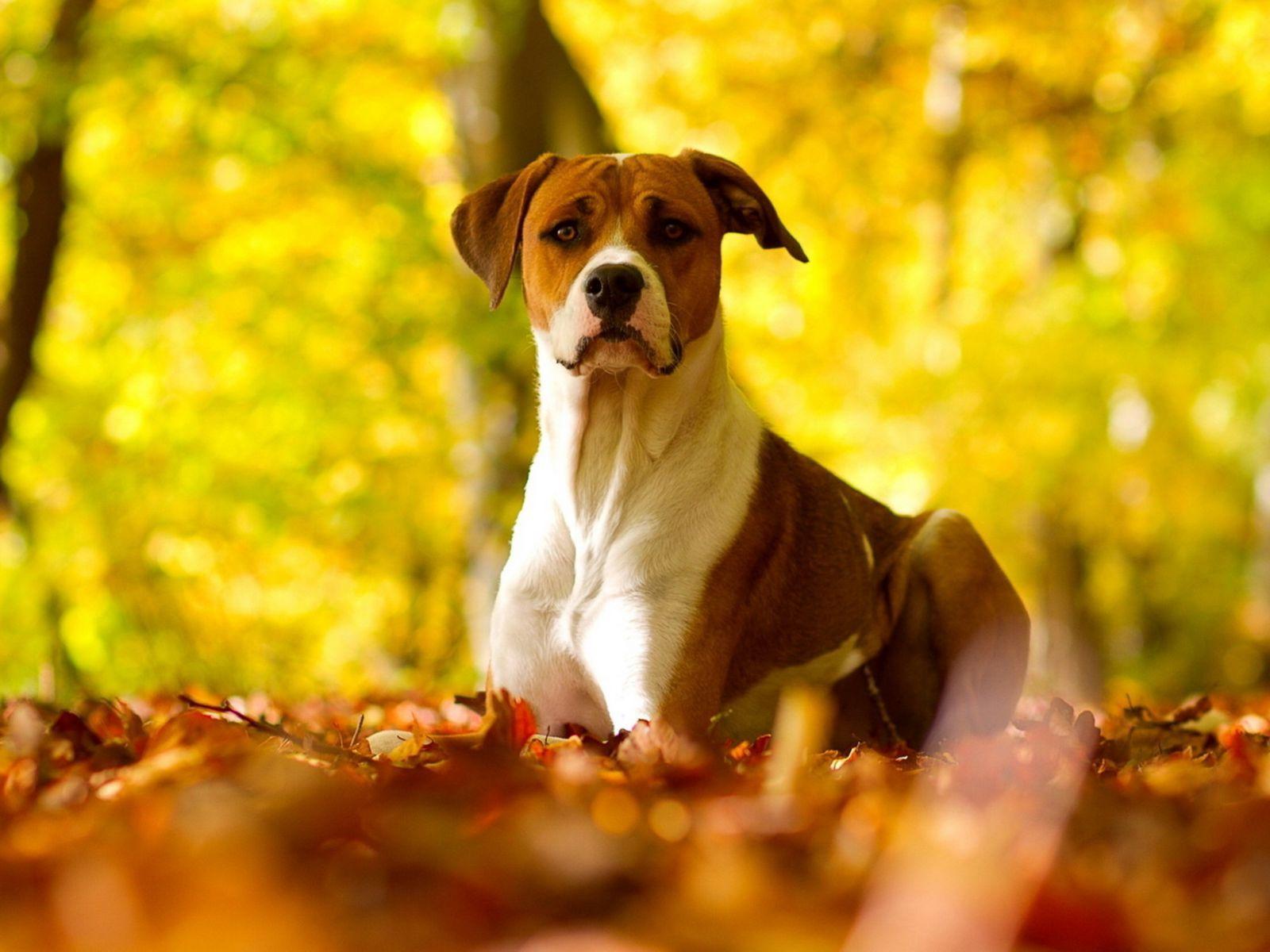 Fall Dog Wallpapers - Top Free Fall Dog Backgrounds - WallpaperAccess