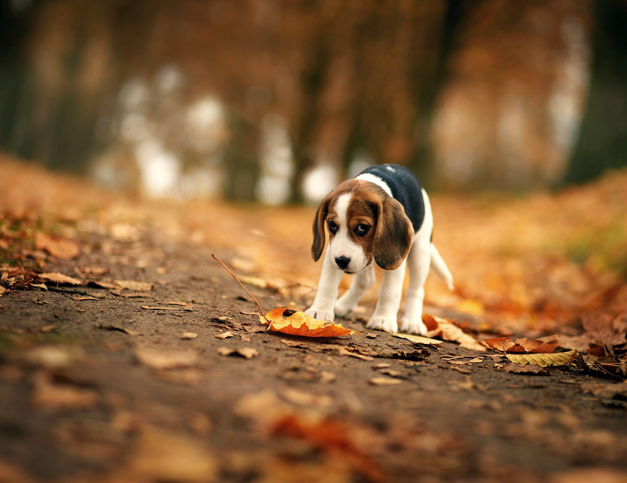Fall Dog Wallpapers - Top Free Fall Dog Backgrounds - WallpaperAccess