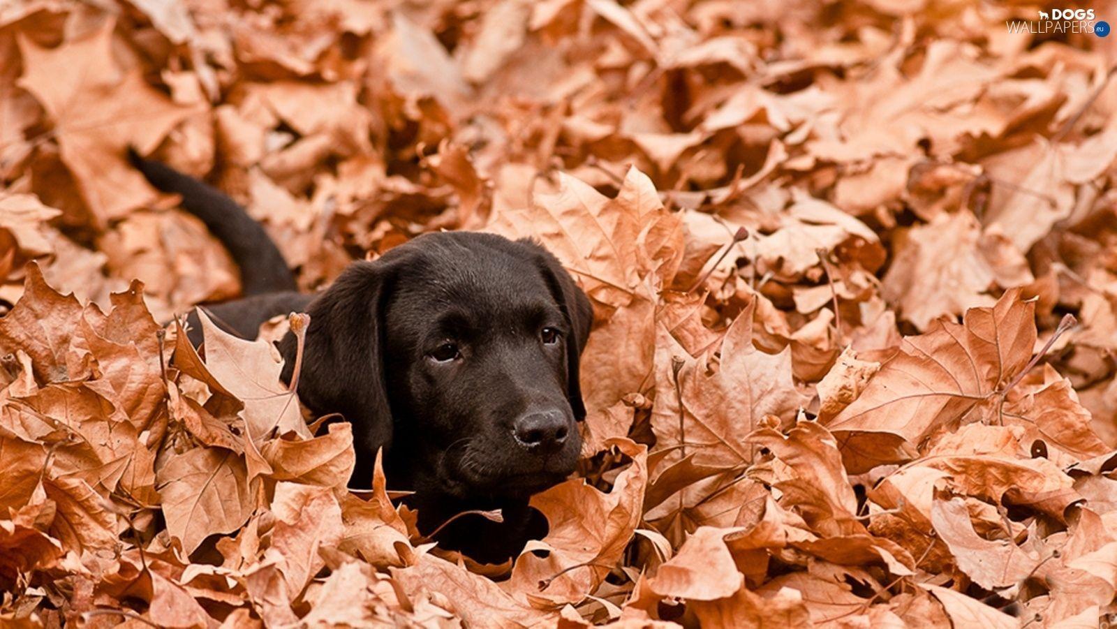 Fall Dog Wallpapers - Top Free Fall Dog Backgrounds - WallpaperAccess