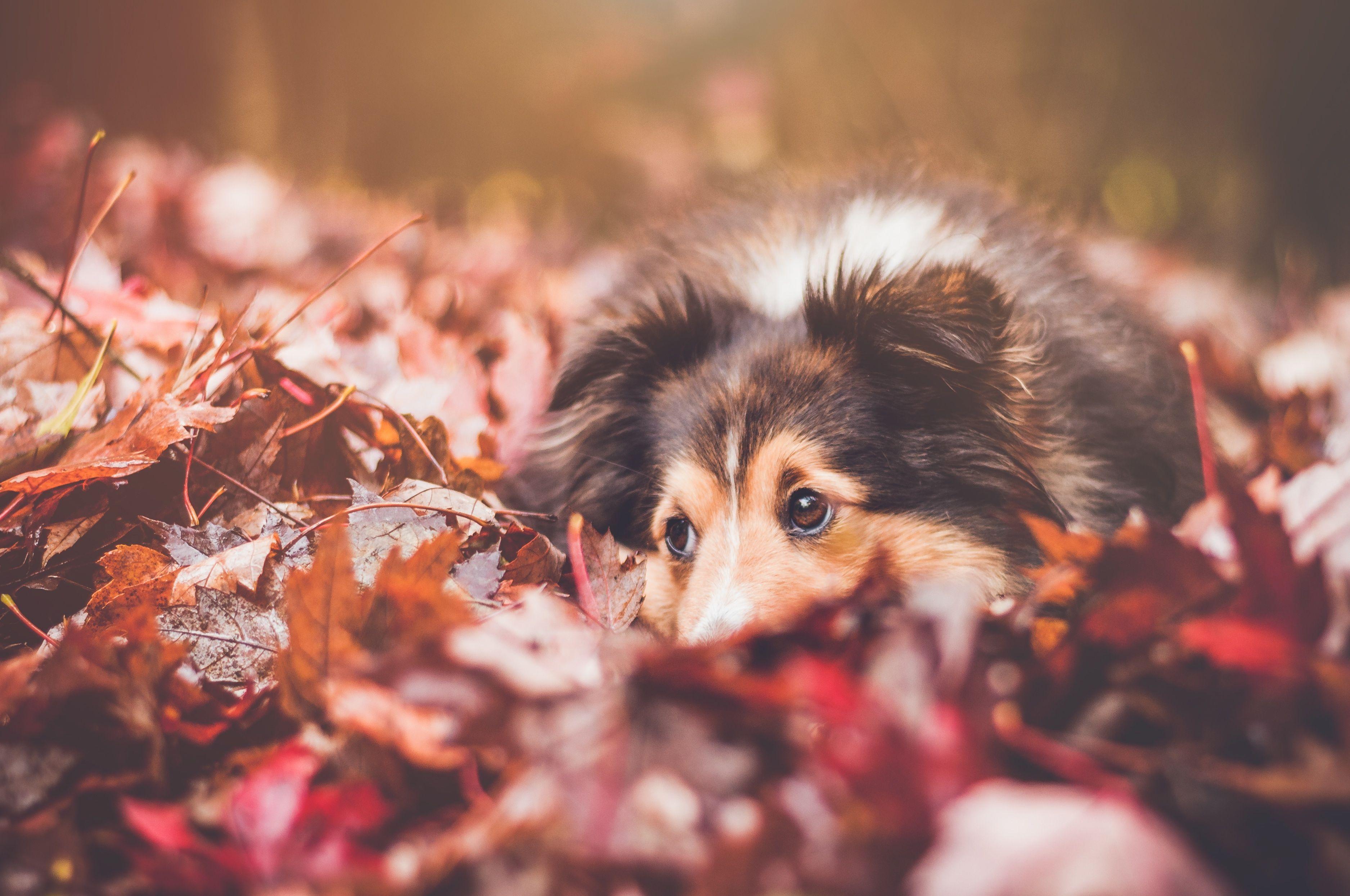 Fall Dog Wallpapers - Top Free Fall Dog Backgrounds - WallpaperAccess
