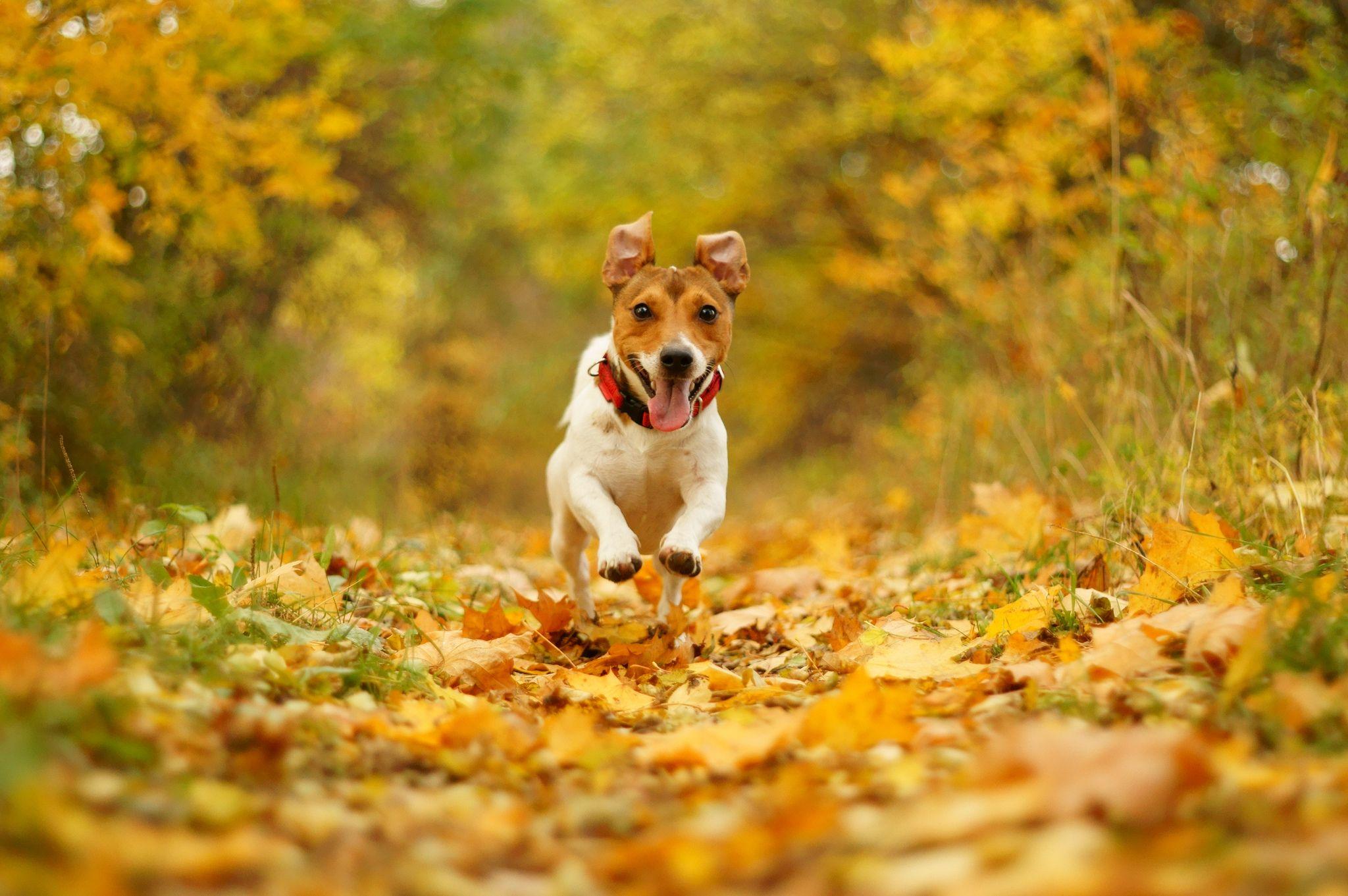 Fall Dog Wallpapers - Top Free Fall Dog Backgrounds - WallpaperAccess
