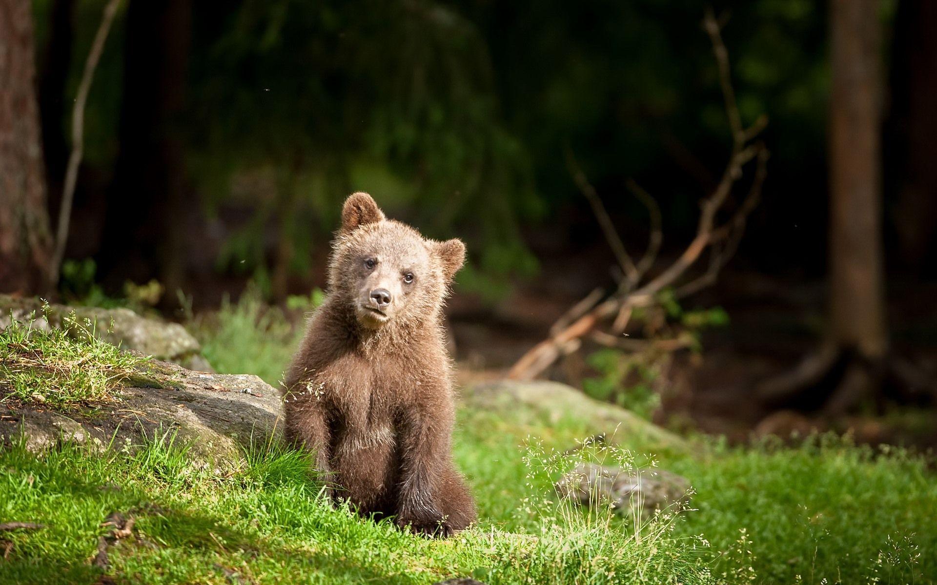 Cute Bear Cubs Wallpaper