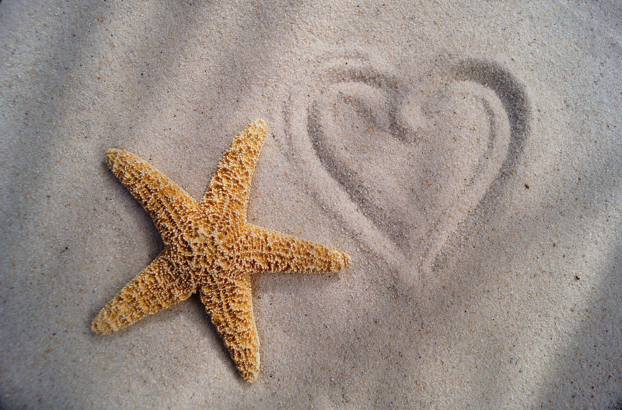 Sea Stars Wallpapers - Top Free Sea Stars Backgrounds - WallpaperAccess