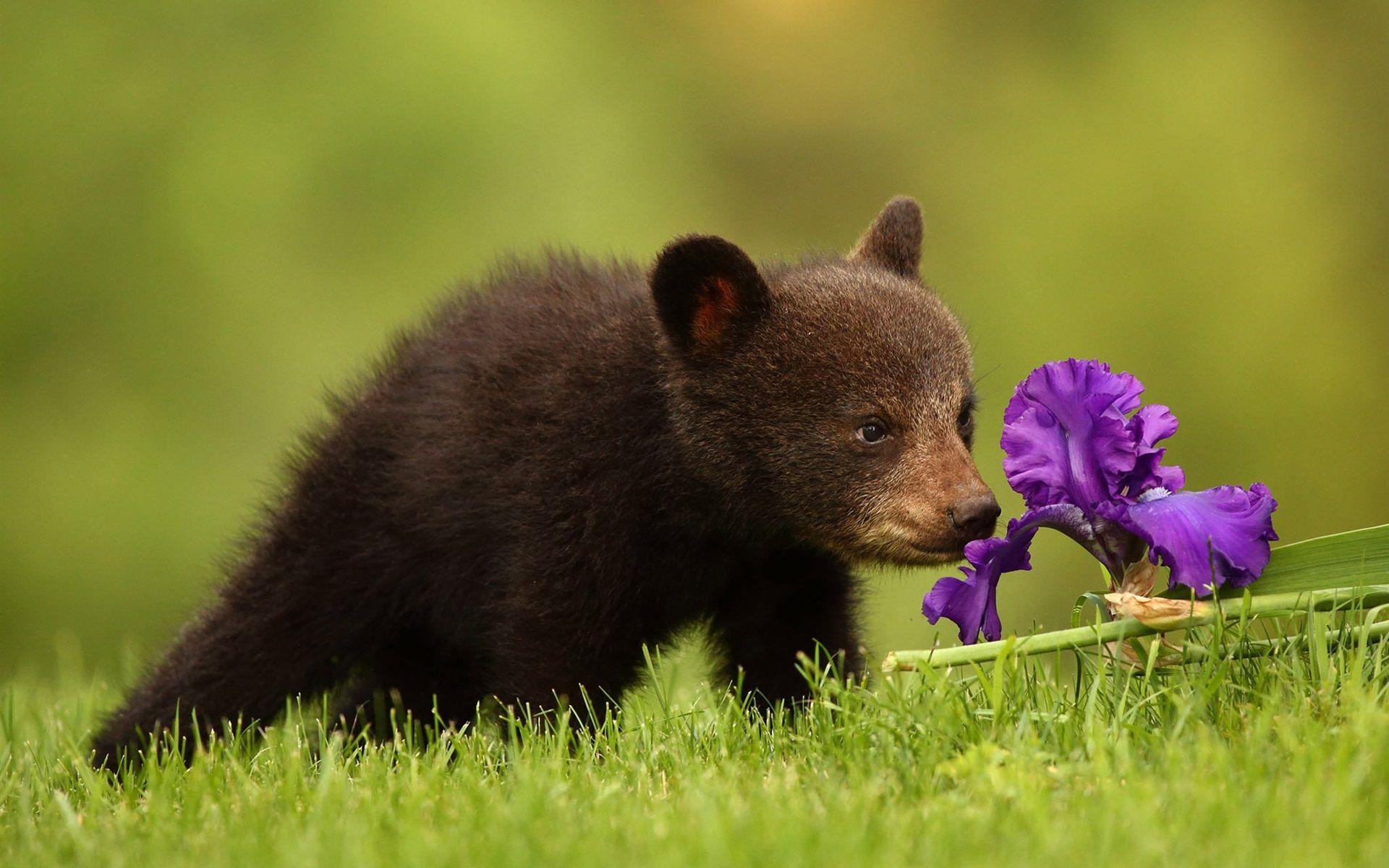 Bear Cubs Wallpapers - Top Free Bear Cubs Backgrounds - WallpaperAccess