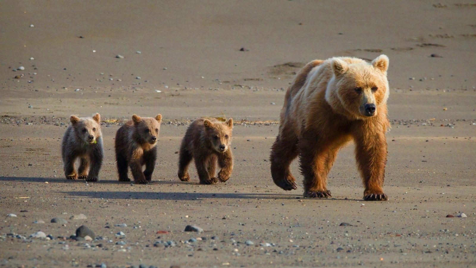 Bear Cubs Wallpapers - Top Free Bear Cubs Backgrounds - WallpaperAccess