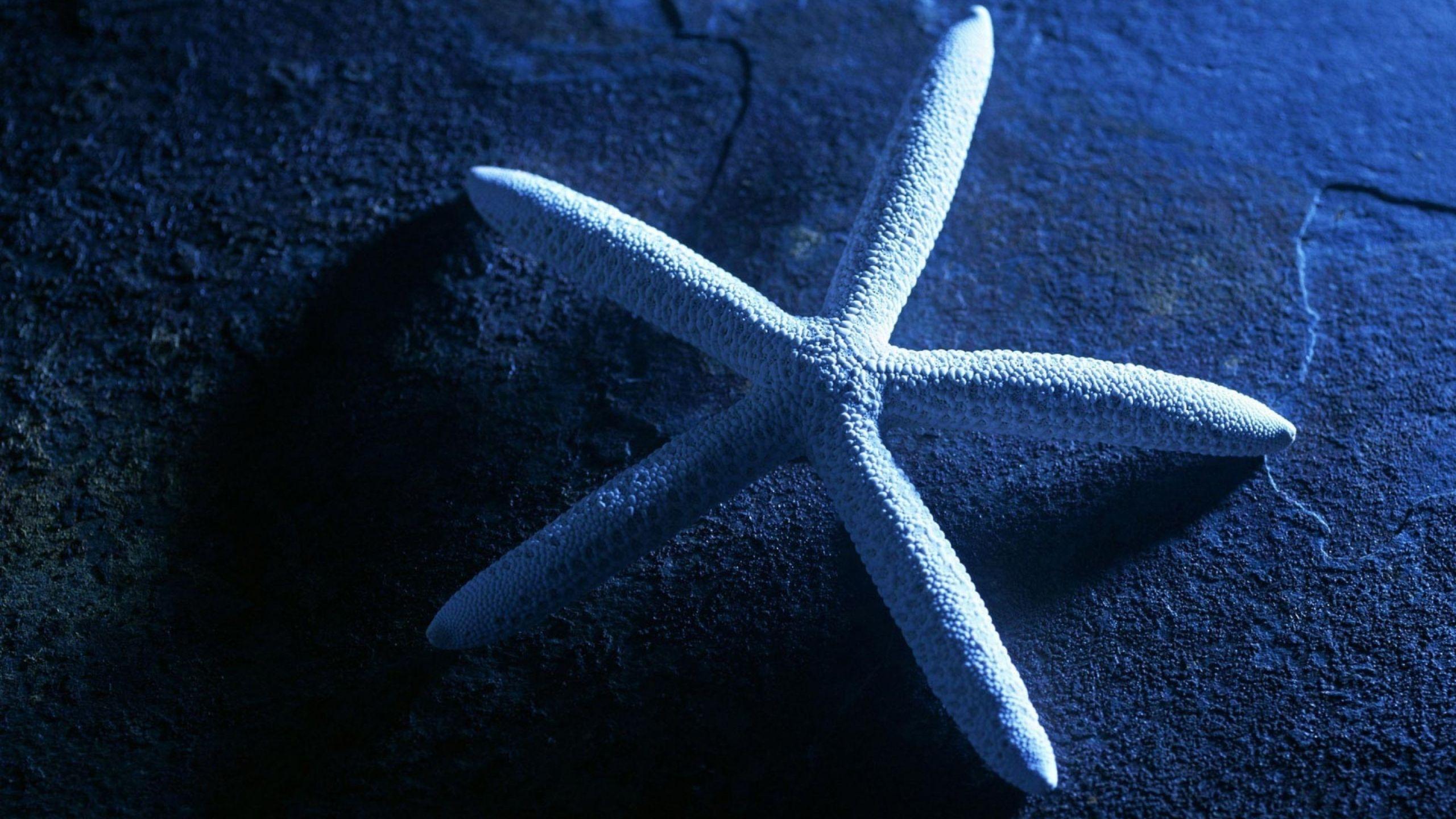 Sea Stars Wallpapers - Top Free Sea Stars Backgrounds - WallpaperAccess