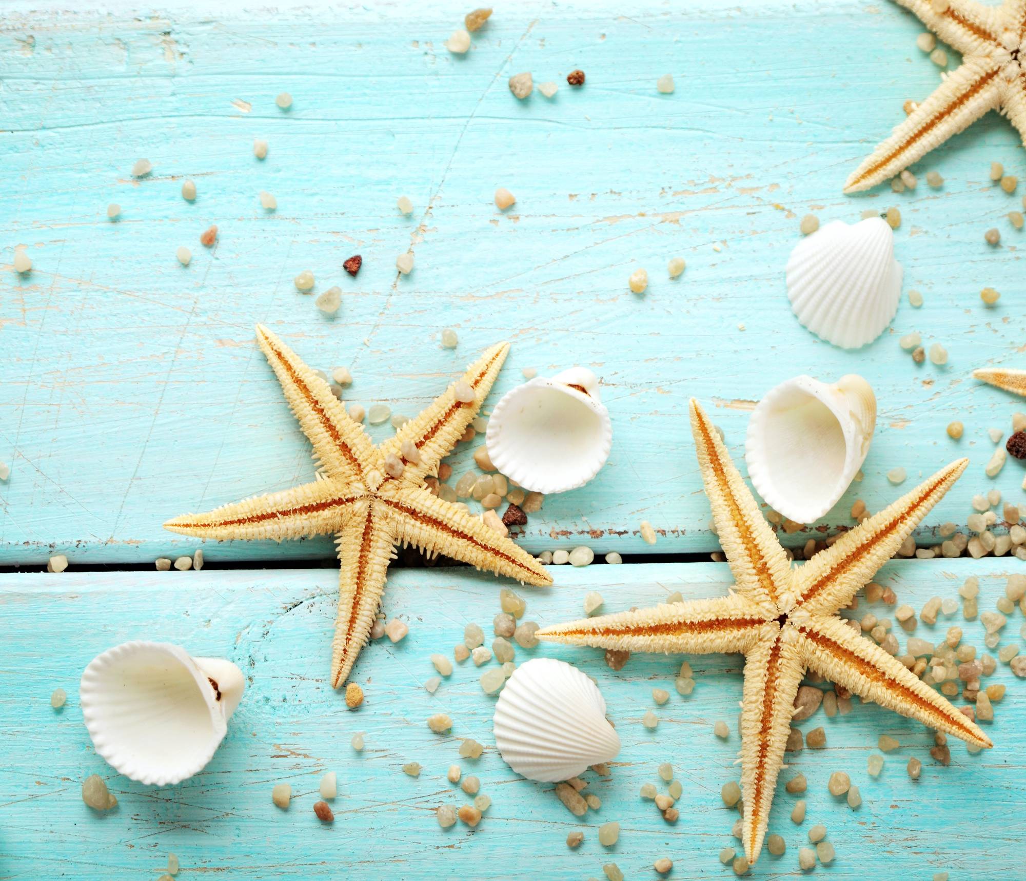 Sea Stars Wallpapers - Top Free Sea Stars Backgrounds - WallpaperAccess