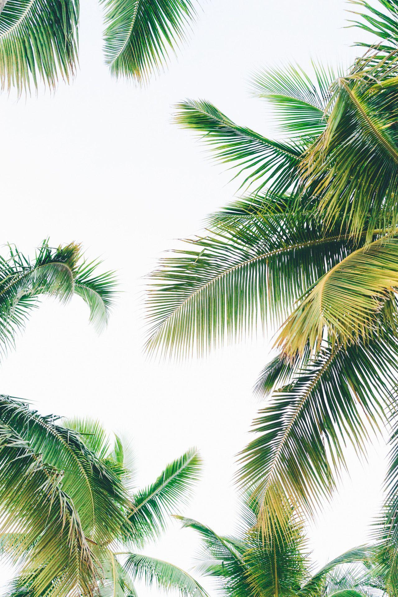 Tropical iPad Wallpapers - Top Free Tropical iPad Backgrounds ...