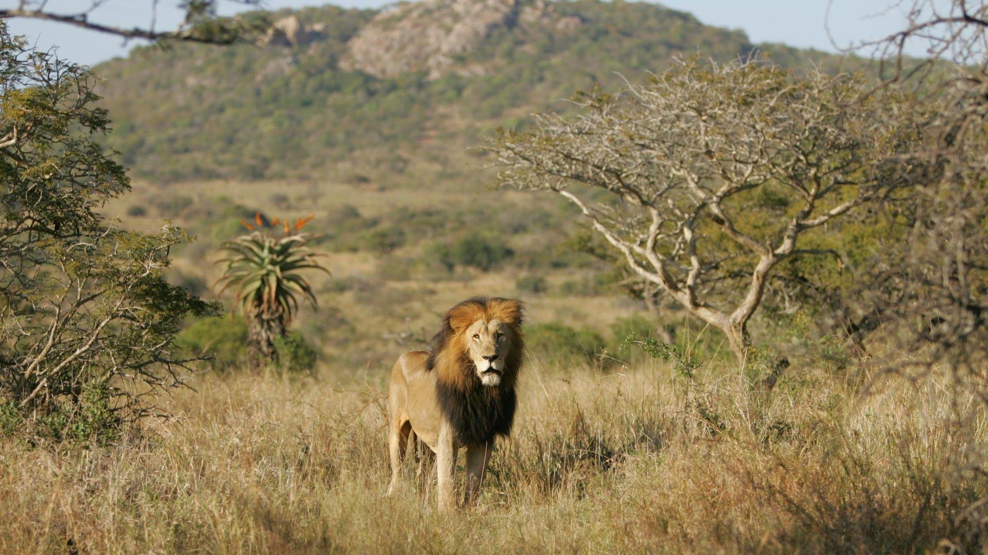 Jungle Safari Wallpapers - Top Free Jungle Safari Backgrounds ...