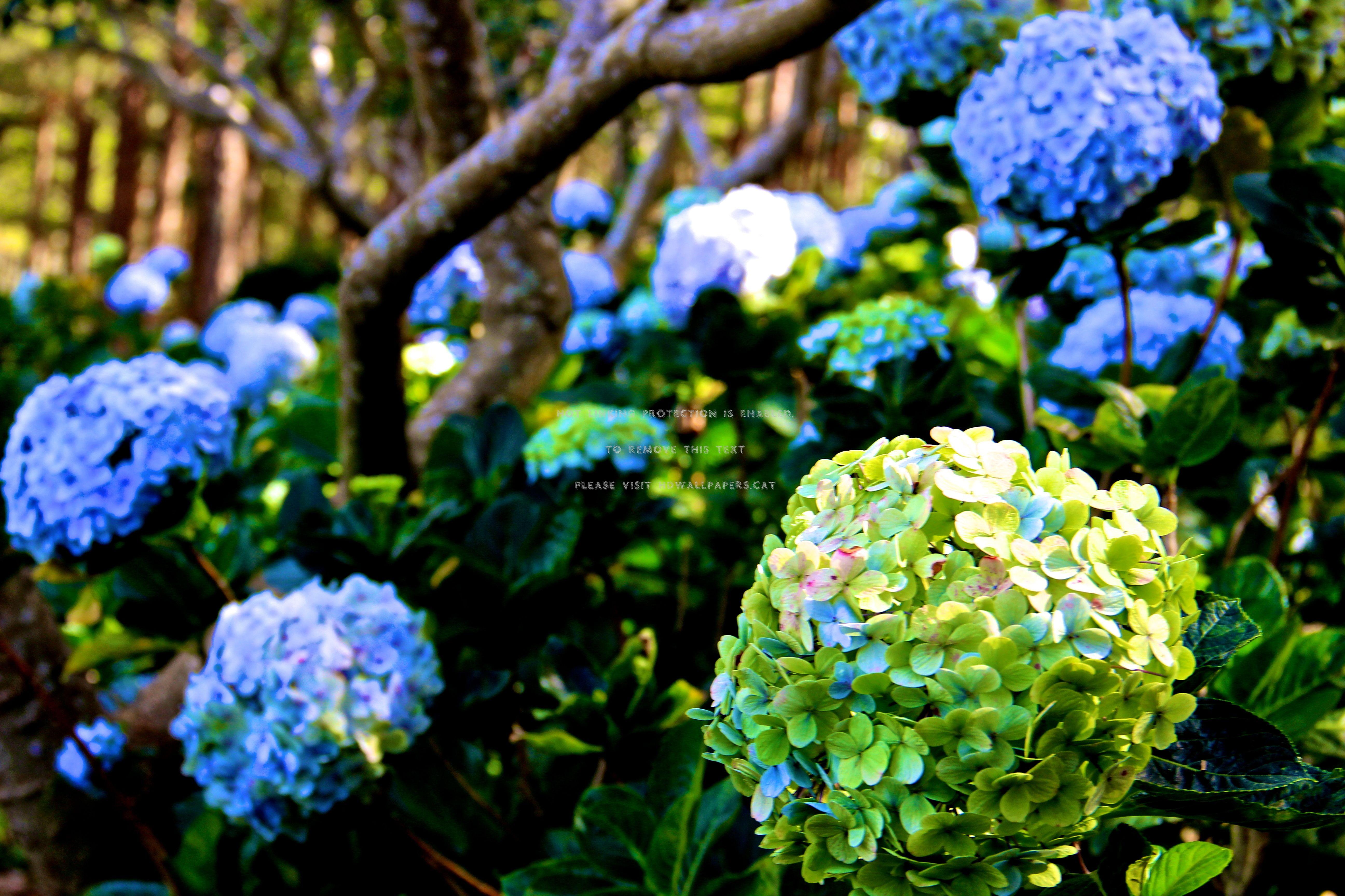 Dalat Wallpapers - Top Free Dalat Backgrounds - WallpaperAccess