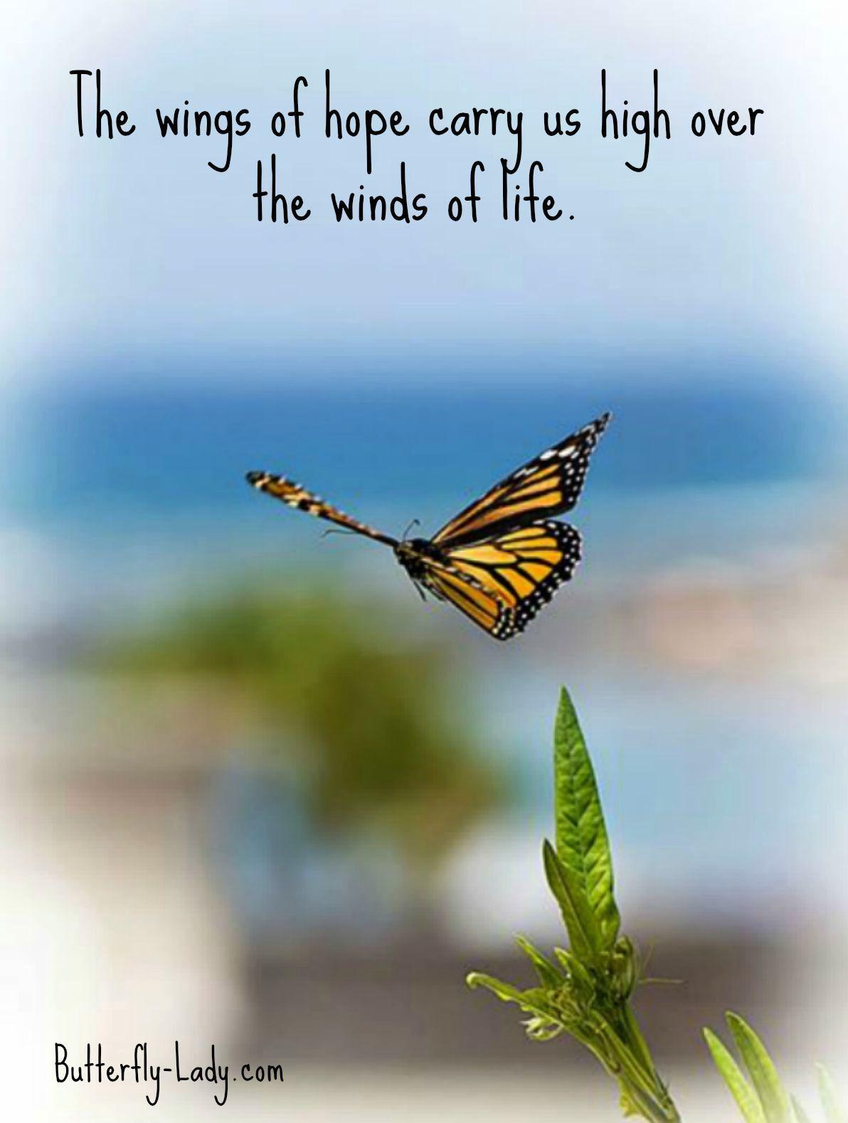 Butterfly Quotes Wallpapers - Top Free Butterfly Quotes Backgrounds ...