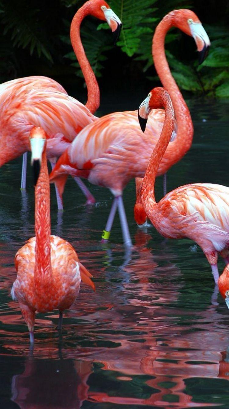 Flamingo HD Wallpapers - Top Free Flamingo HD Backgrounds - WallpaperAccess