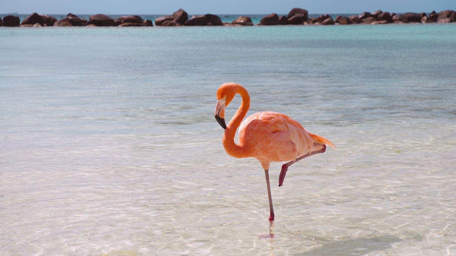4K Flamingo Wallpapers - Top Free 4K Flamingo Backgrounds - WallpaperAccess