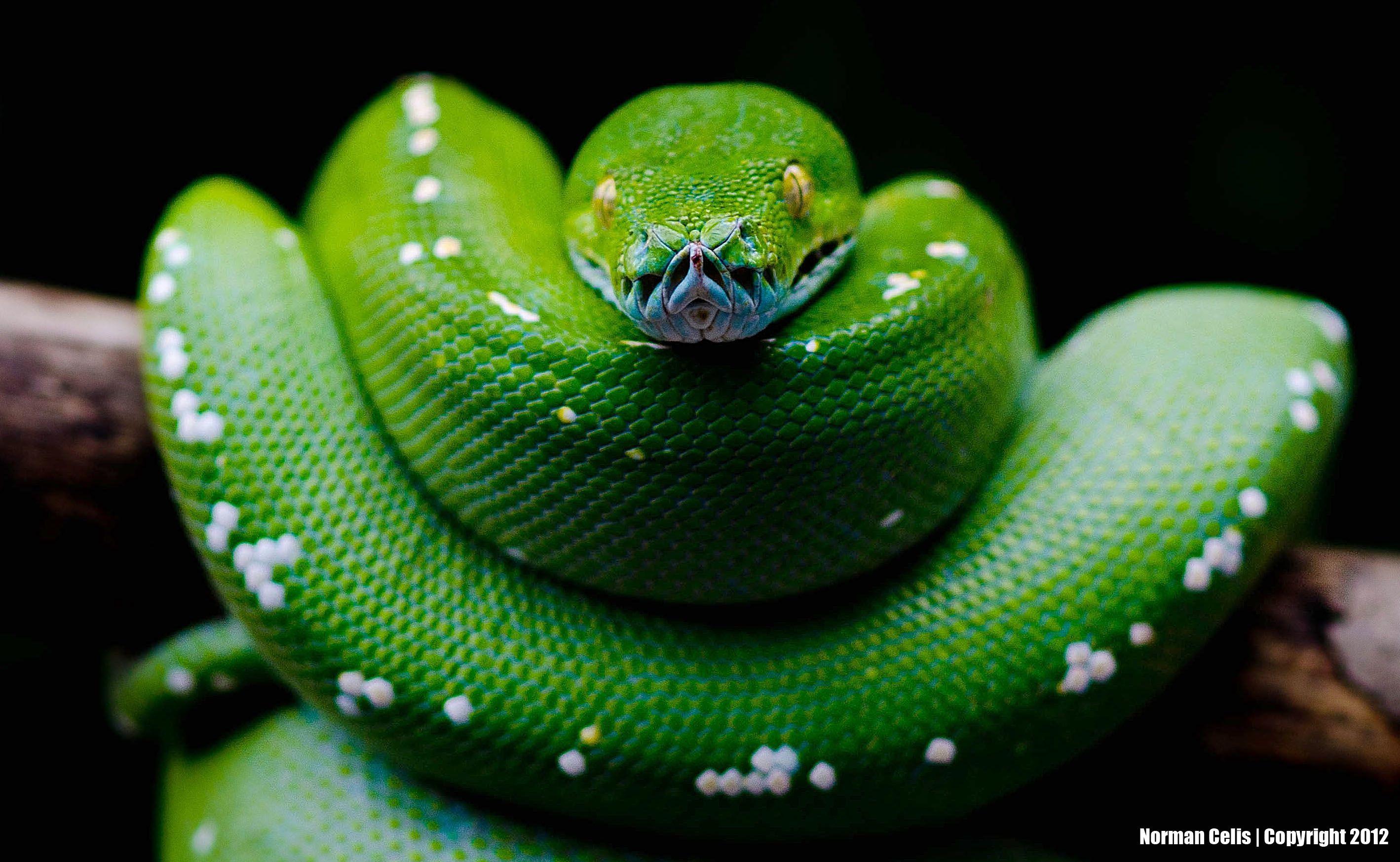 Python Snake Wallpapers - Top Free Python Snake Backgrounds ...