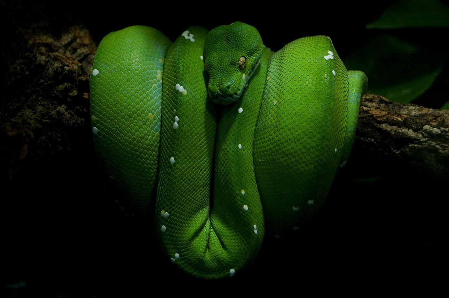 Python Snake Wallpapers - Top Free Python Snake Backgrounds ...