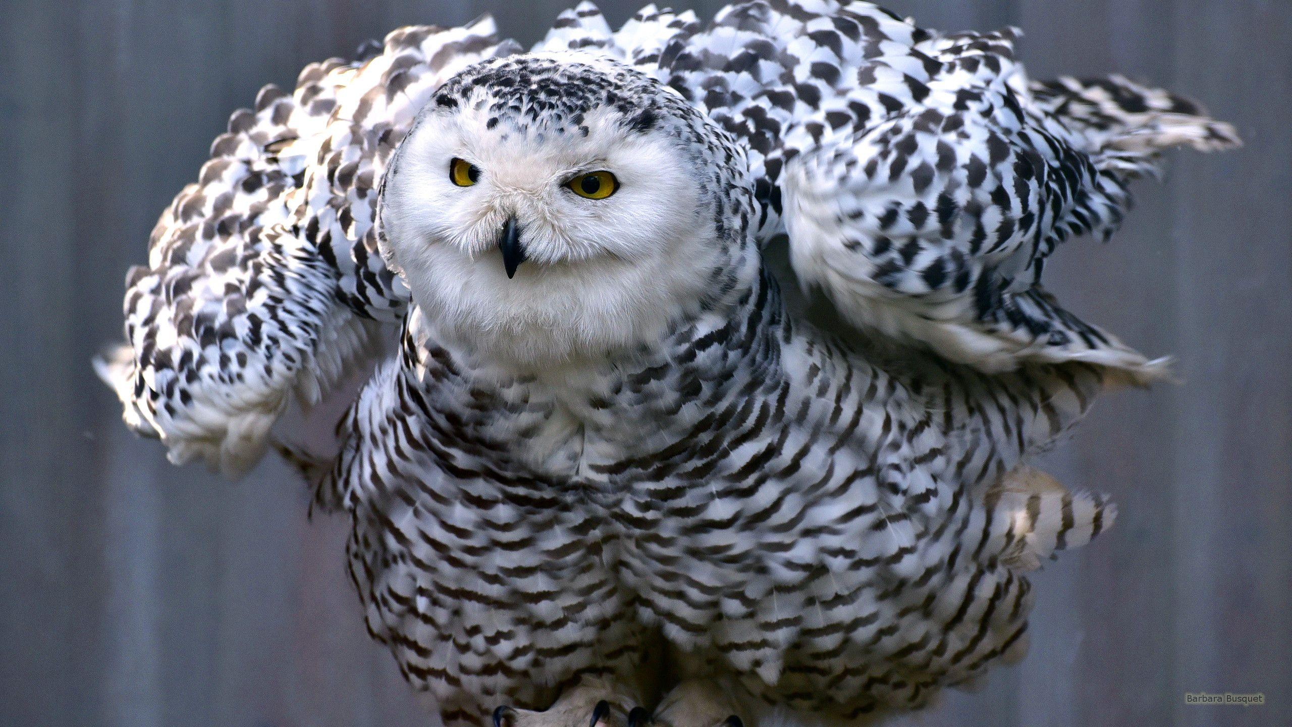 Harry Potter Hedwig Wallpapers - Top Free Harry Potter Hedwig ...