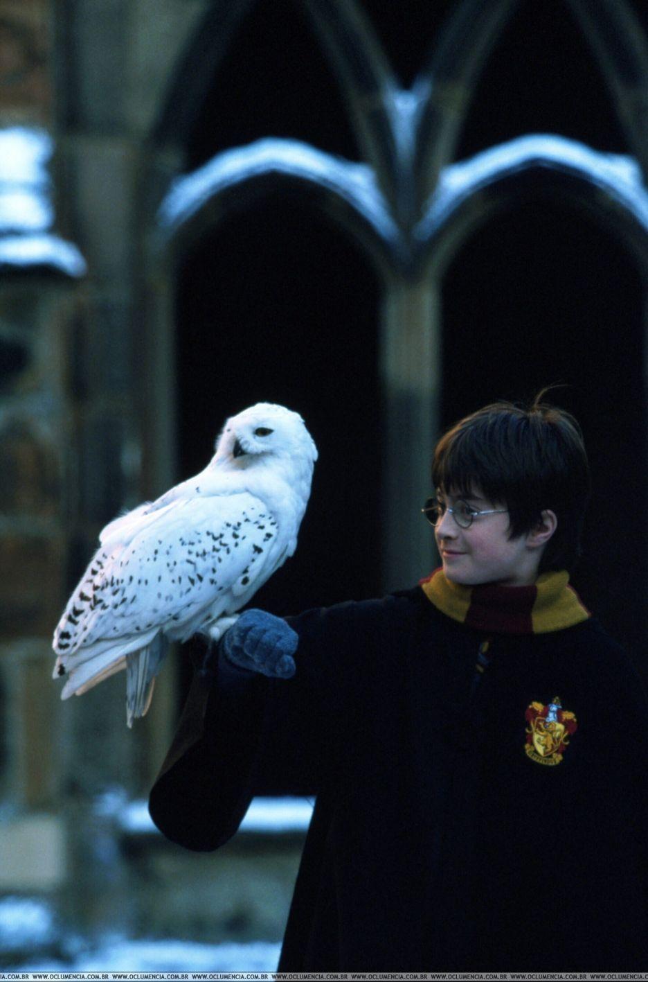 Harry Potter Hedwig Wallpapers - Top Free Harry Potter Hedwig ...