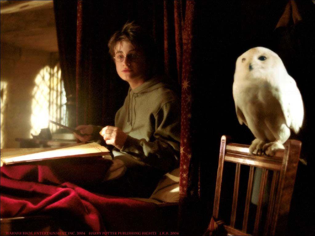 Harry Potter Hedwig Wallpapers - Top Free Harry Potter Hedwig ...