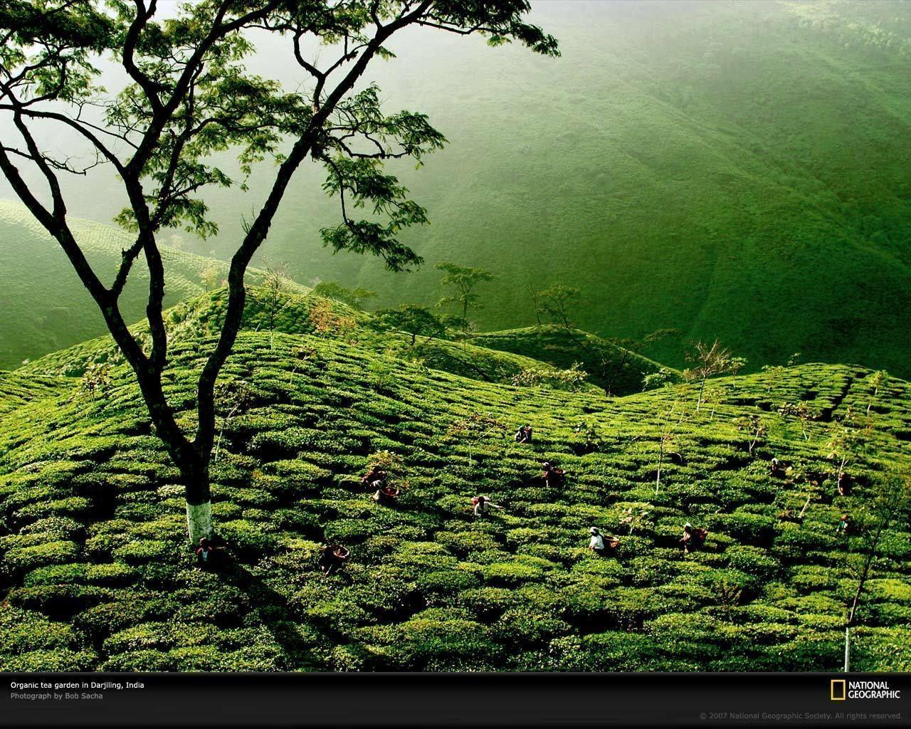 Tea Plantations Wallpapers - Top Free Tea Plantations Backgrounds ...