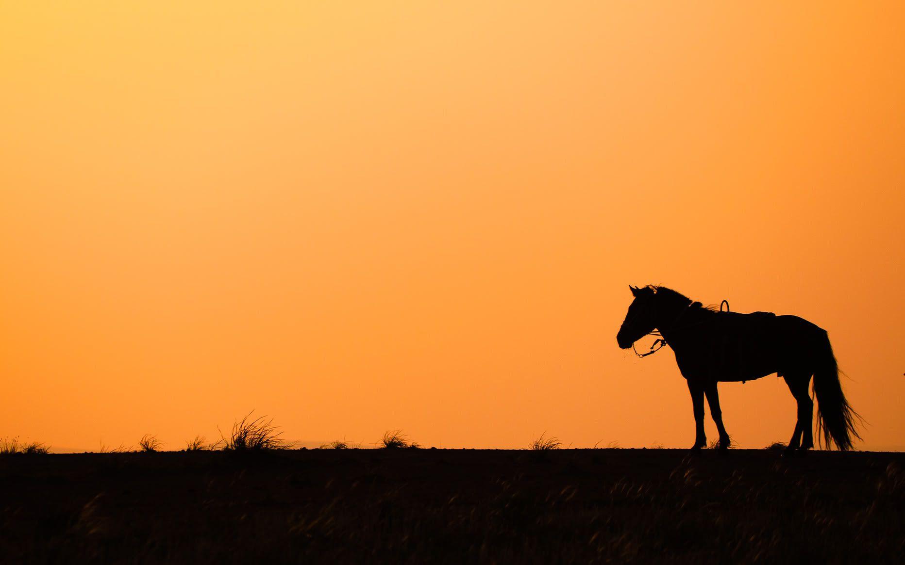 Mongolia Desktop Wallpapers - Top Free Mongolia Desktop Backgrounds ...