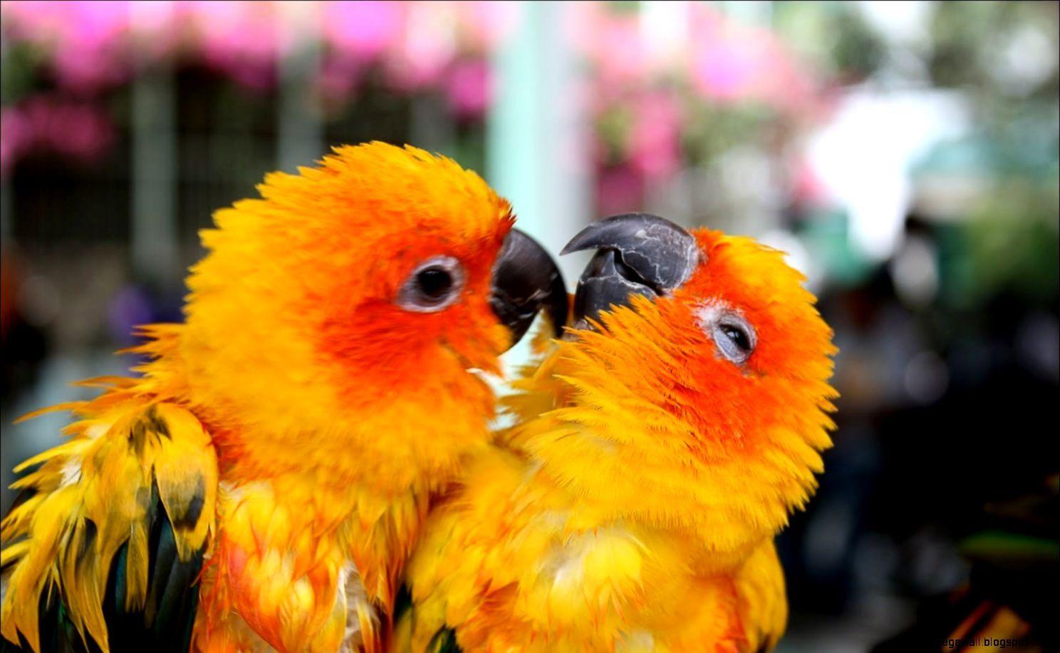 Cute Parrot Wallpapers - Top Free Cute Parrot Backgrounds - WallpaperAccess