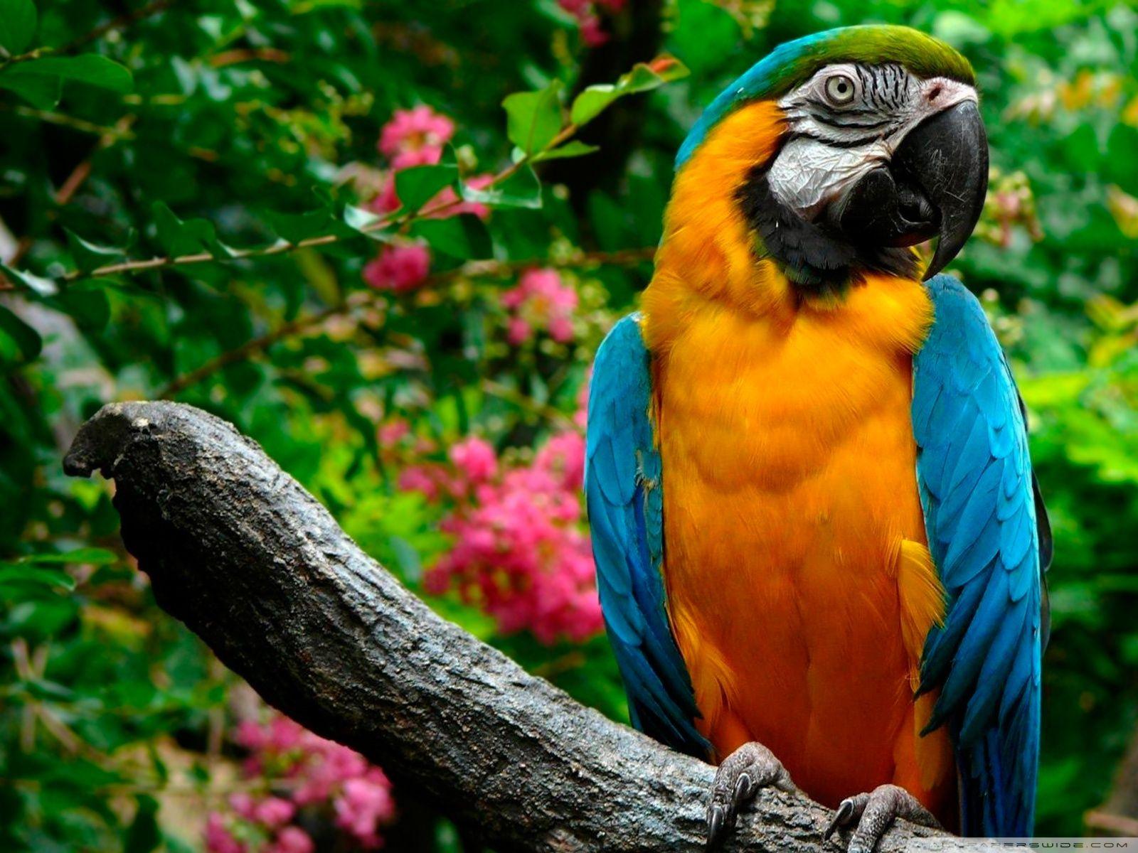 Cute Parrot Wallpapers - Top Free Cute Parrot Backgrounds - WallpaperAccess