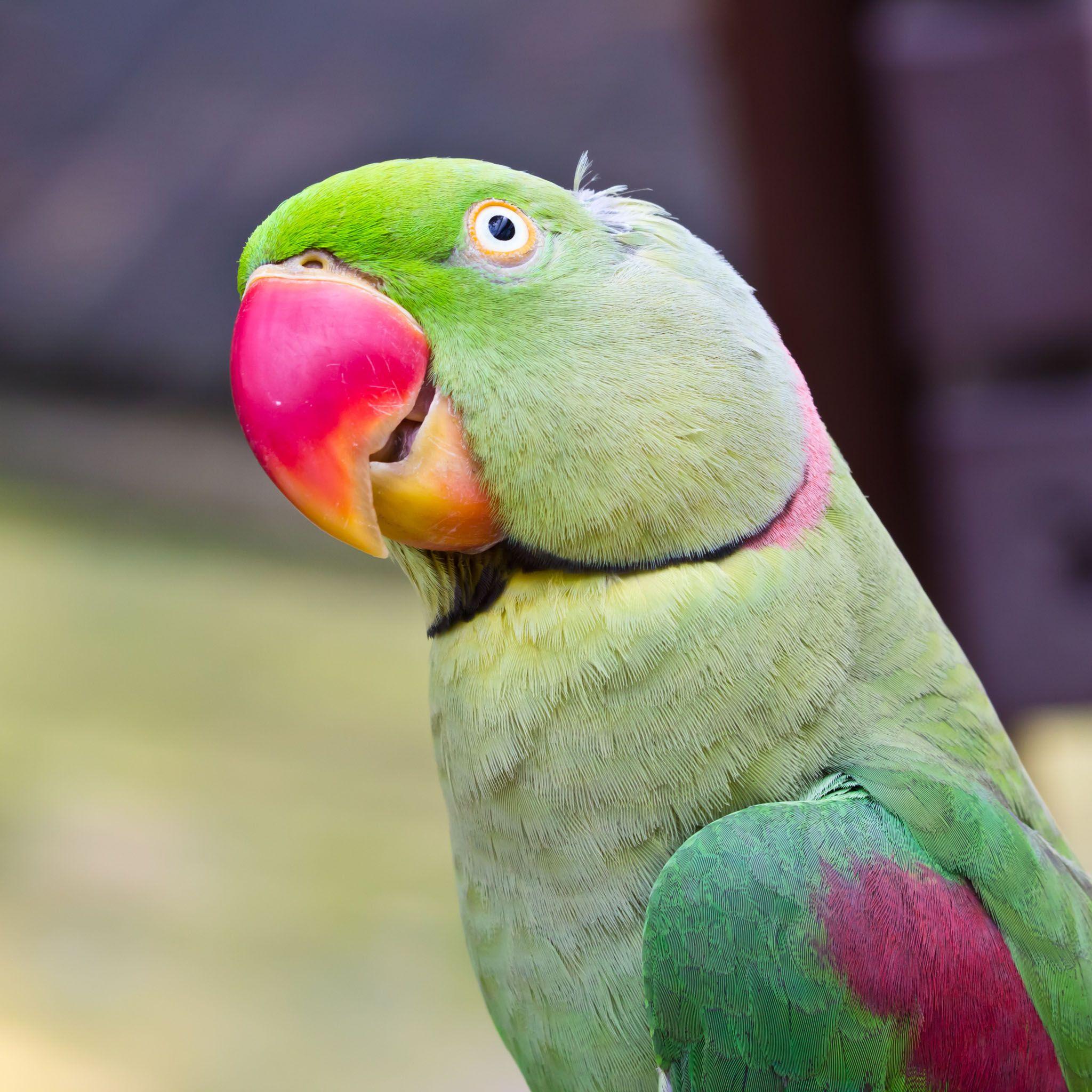 Cute Parrot Wallpapers - Top Free Cute Parrot Backgrounds - WallpaperAccess