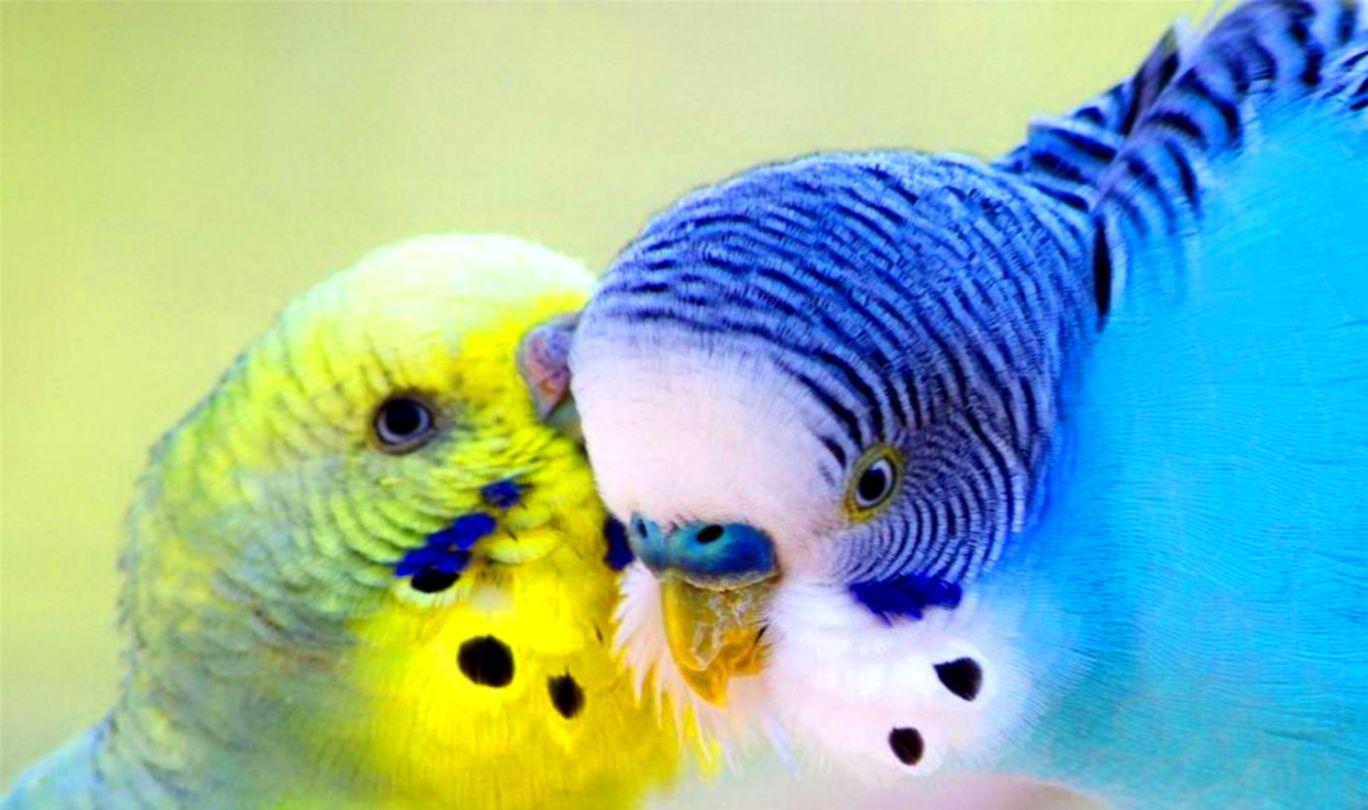 Cute Parrot Wallpapers - Top Free Cute Parrot Backgrounds - WallpaperAccess