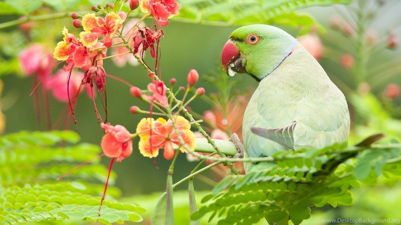 Cute Parrot Wallpapers - Top Free Cute Parrot Backgrounds - WallpaperAccess