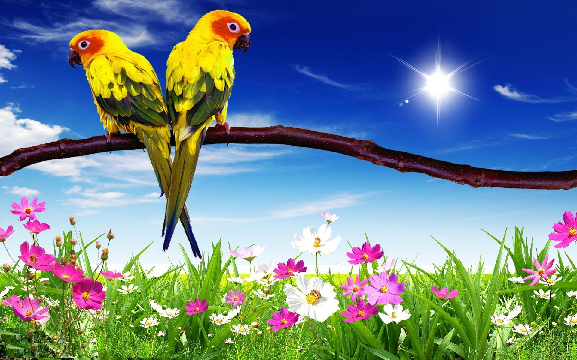 Cute Parrot Wallpapers - Top Free Cute Parrot Backgrounds - WallpaperAccess