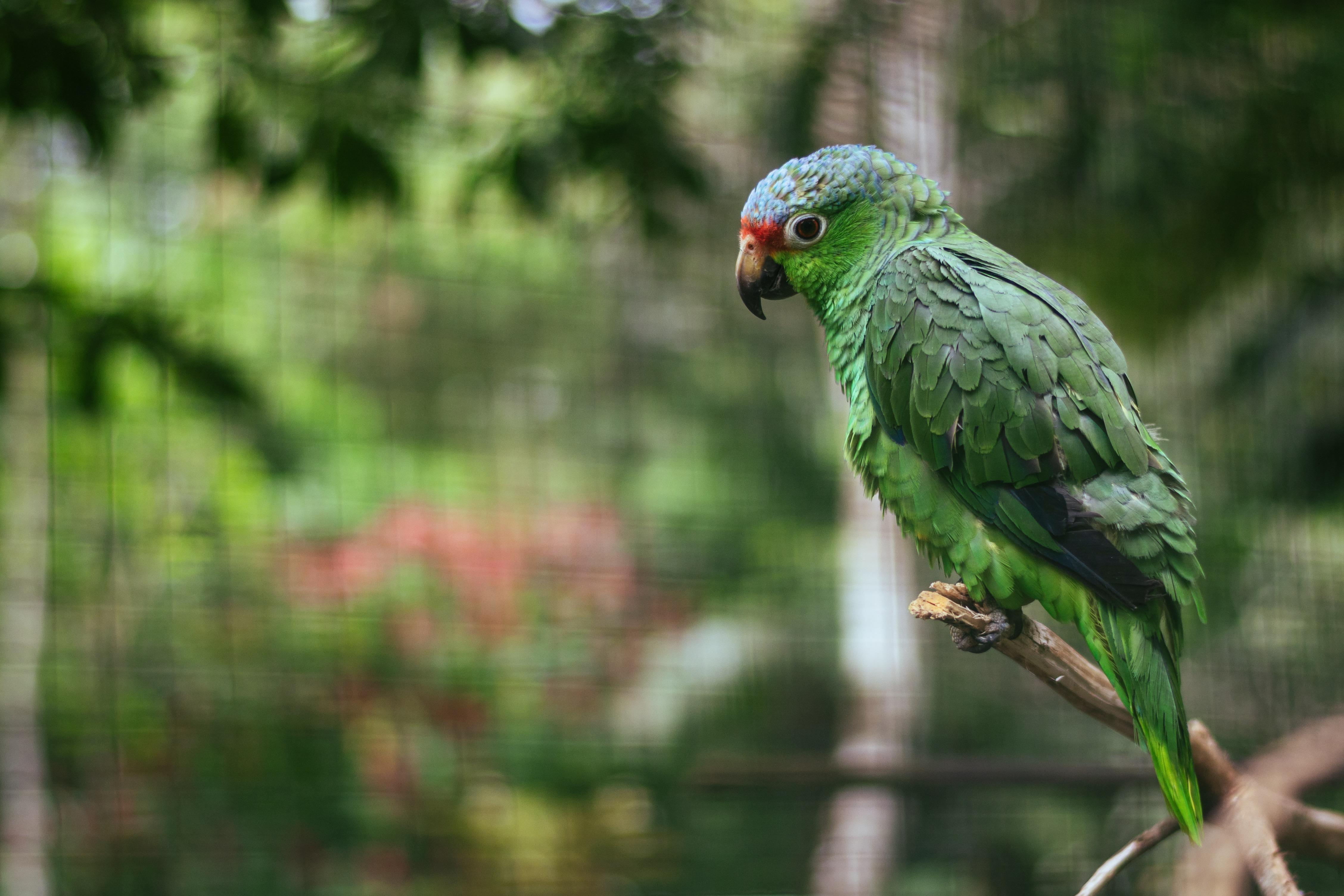 Cute Parrot Wallpapers - Top Free Cute Parrot Backgrounds - WallpaperAccess